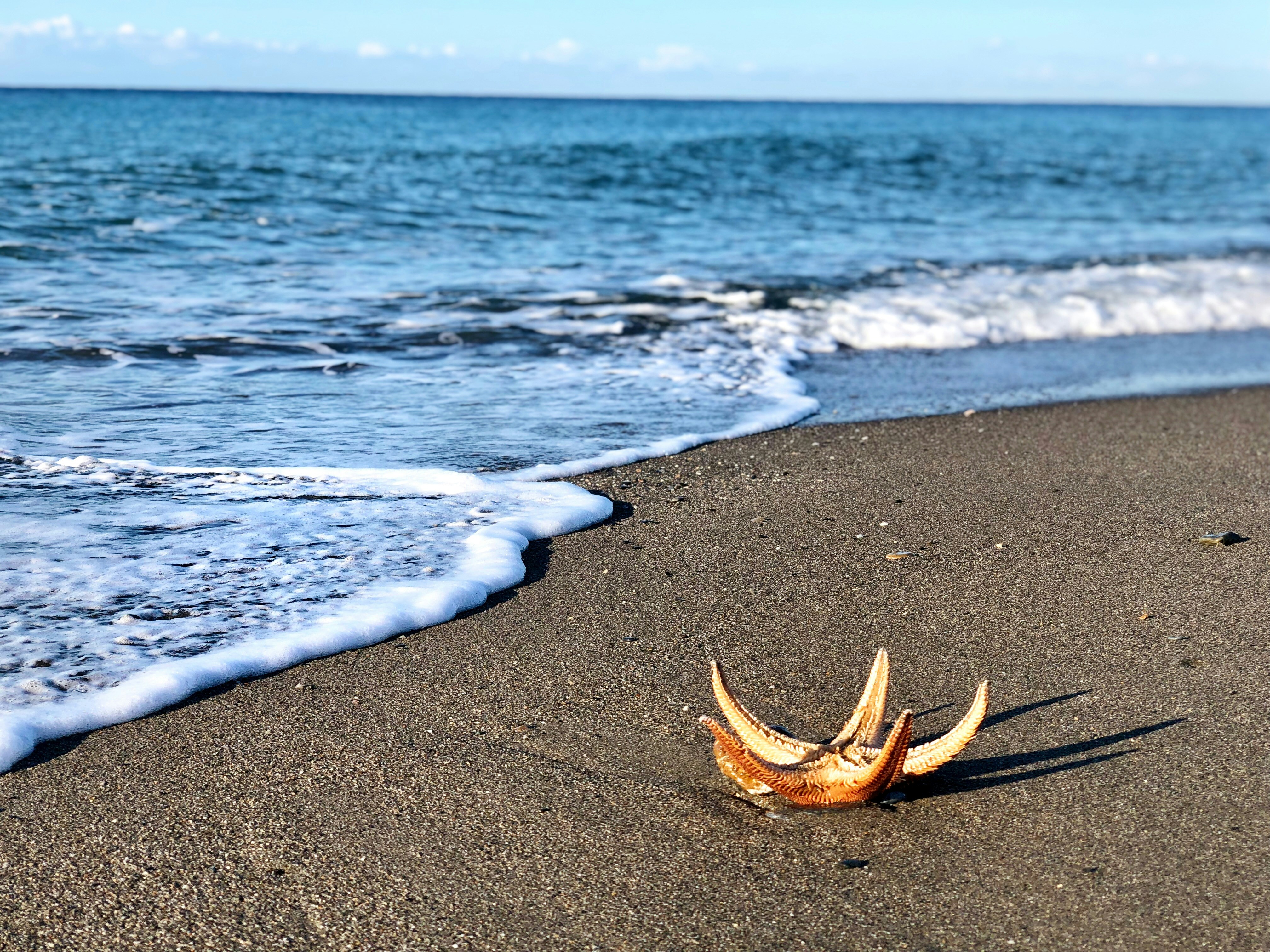 Amber Crescent Shell on a Tide-Washed Beach