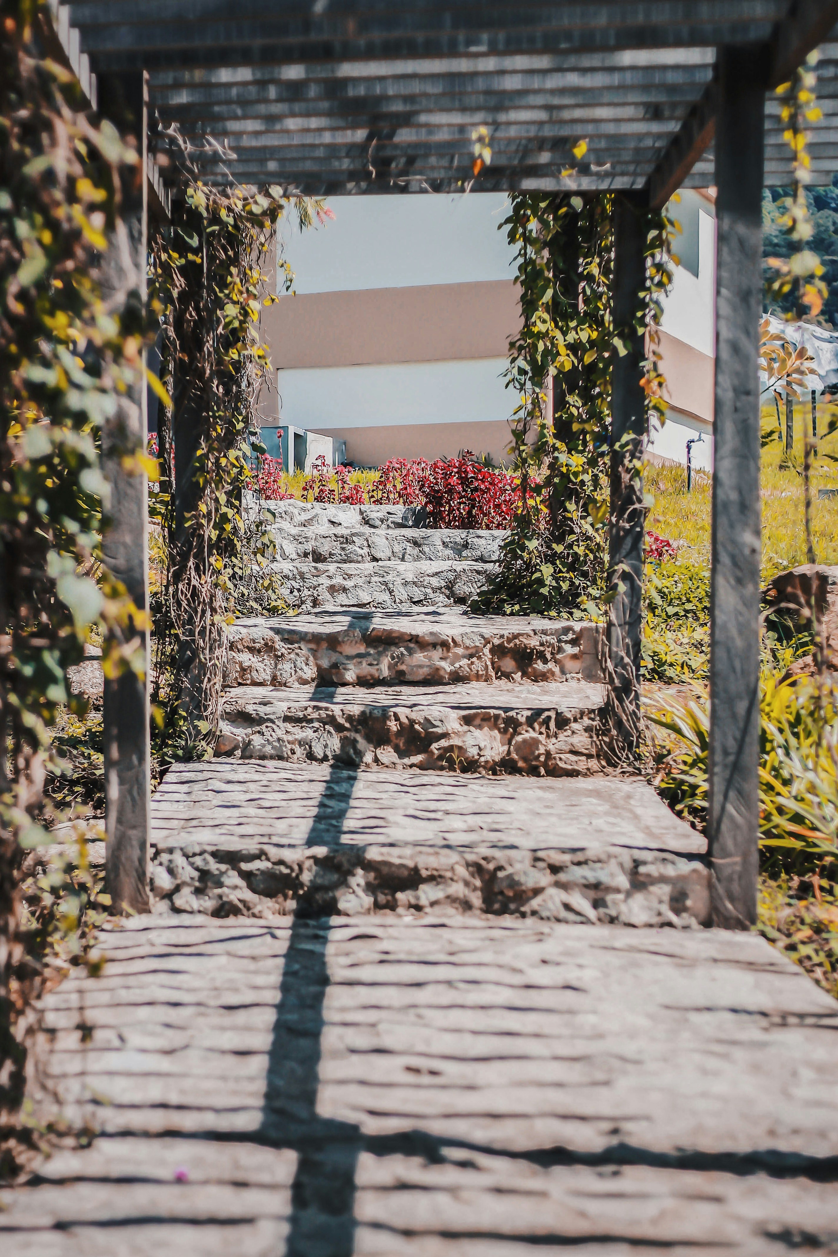 How To Build Grape Arbors Using This Practical Design And Growing Guide