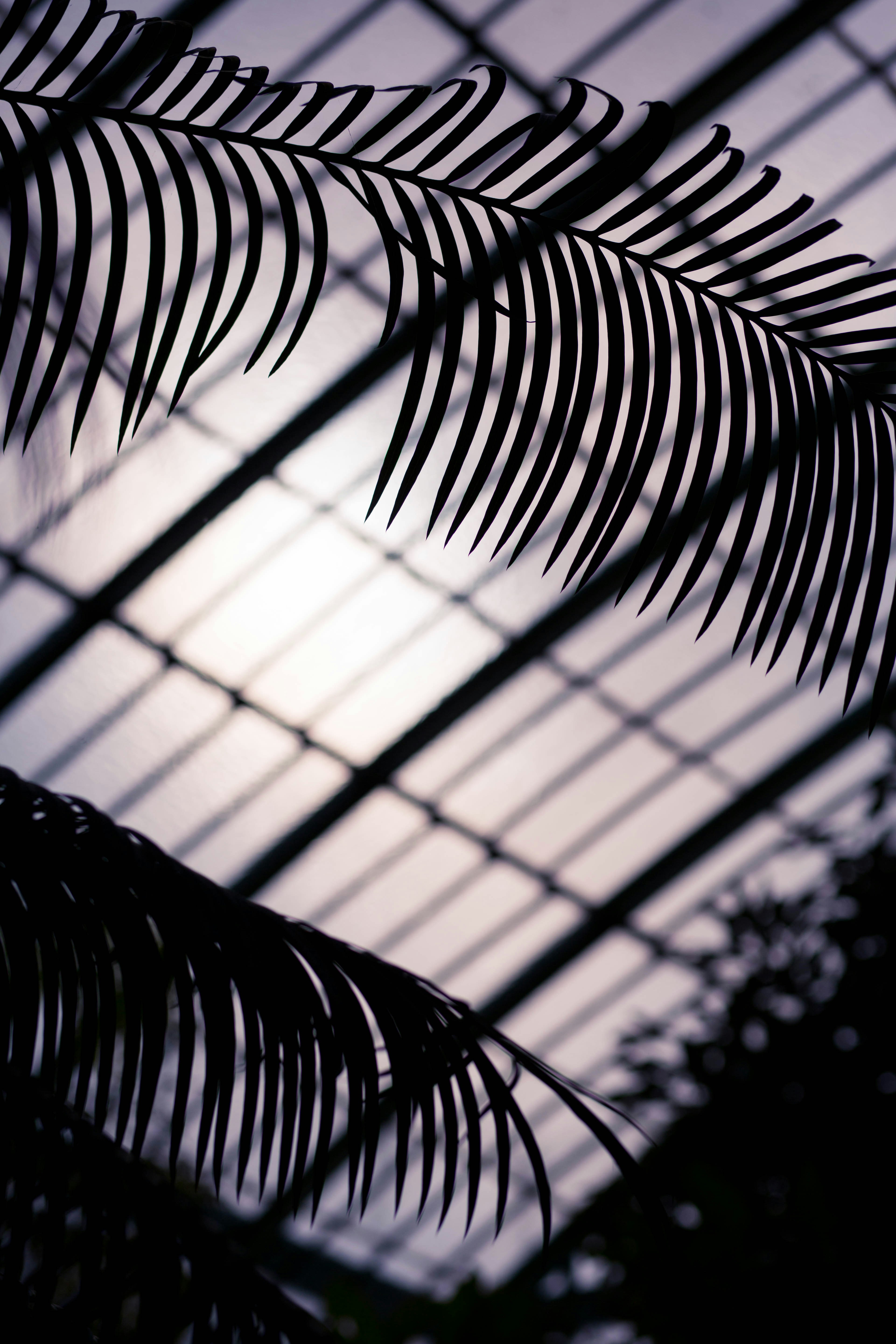 Silhouetted Palm Fronds Weave Through a Glass Roof Grid
