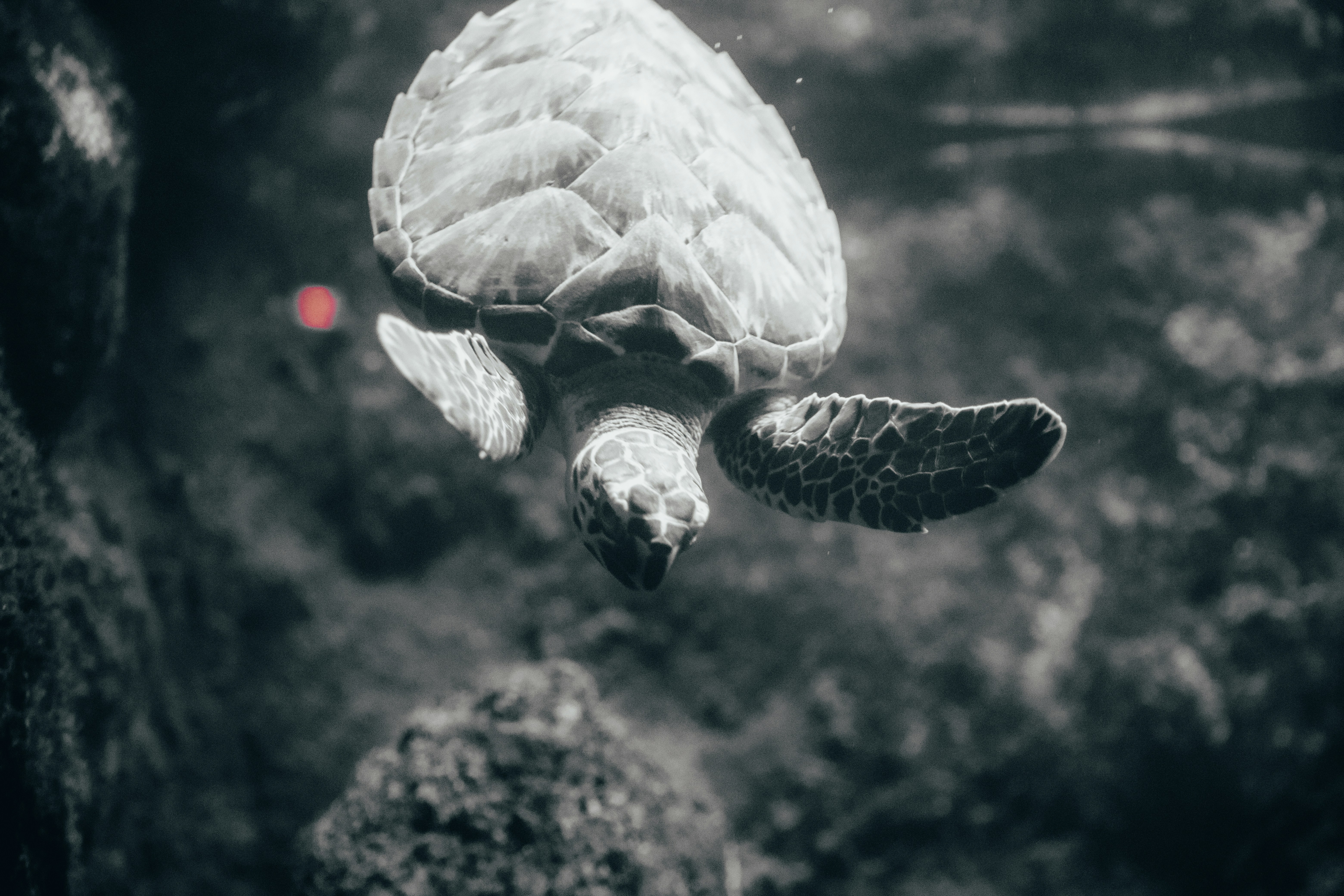 Grayscale photography of turtle photo – Free Grey Image on Unsplash