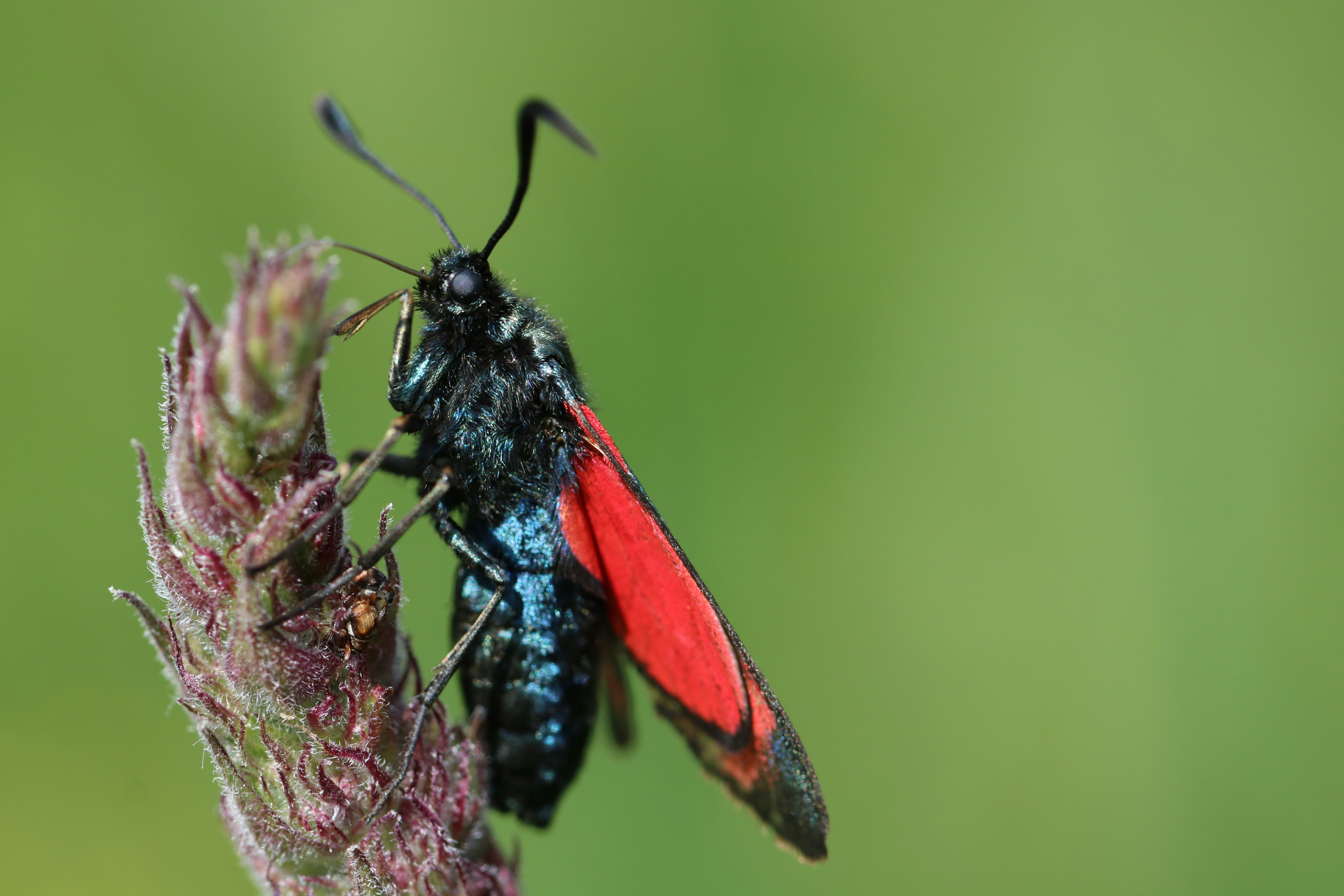 Close-up of a striking black and red moth perched on a plant stem, showcasing intricate details and vibrant colors.