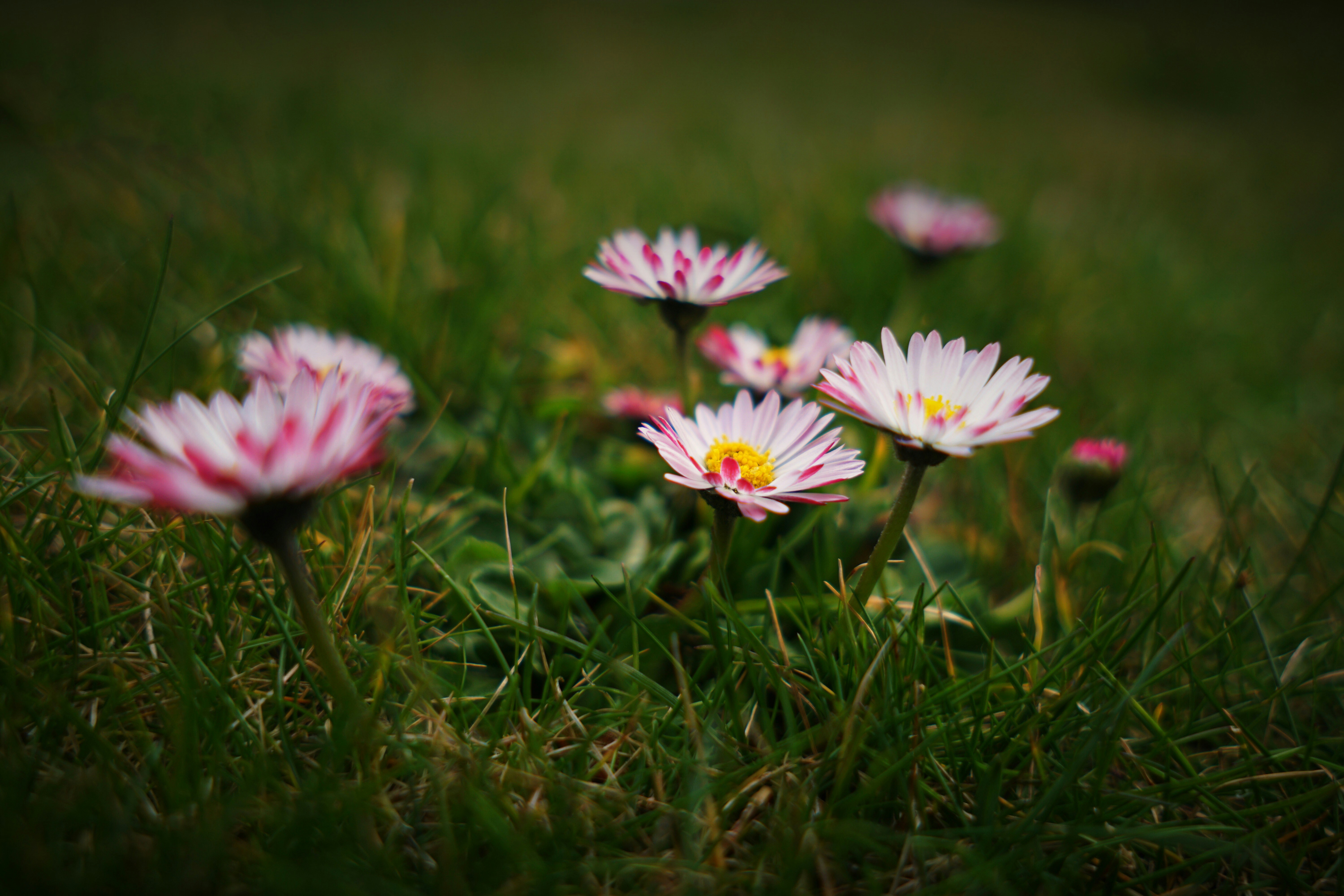 Daisy Spotlight: Pink-Edged Blooms in Soft Meadow Light