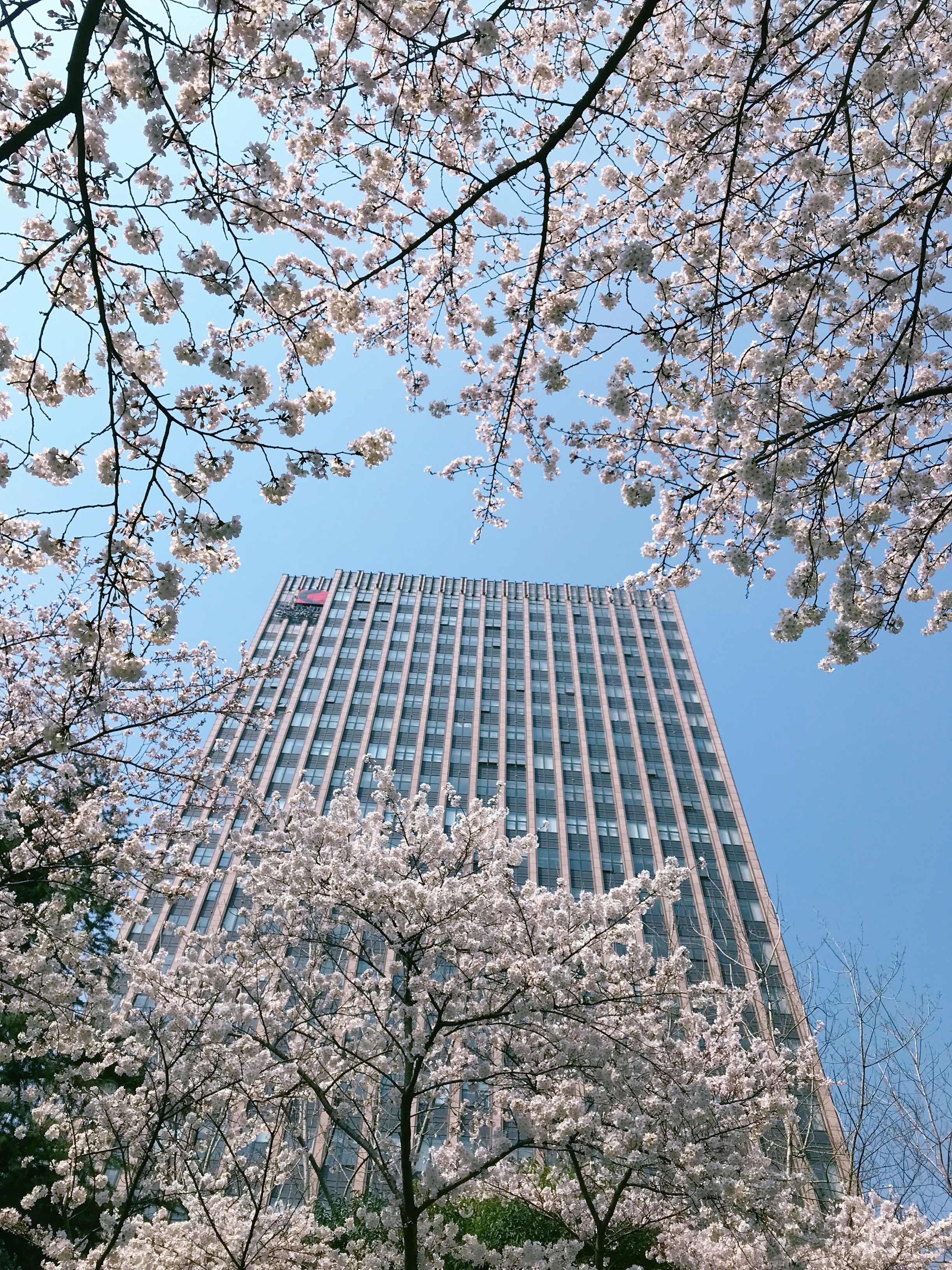Cherry blossom branches frame a modern skyscraper against a clear blue sky, highlighting the harmony between nature and architecture.