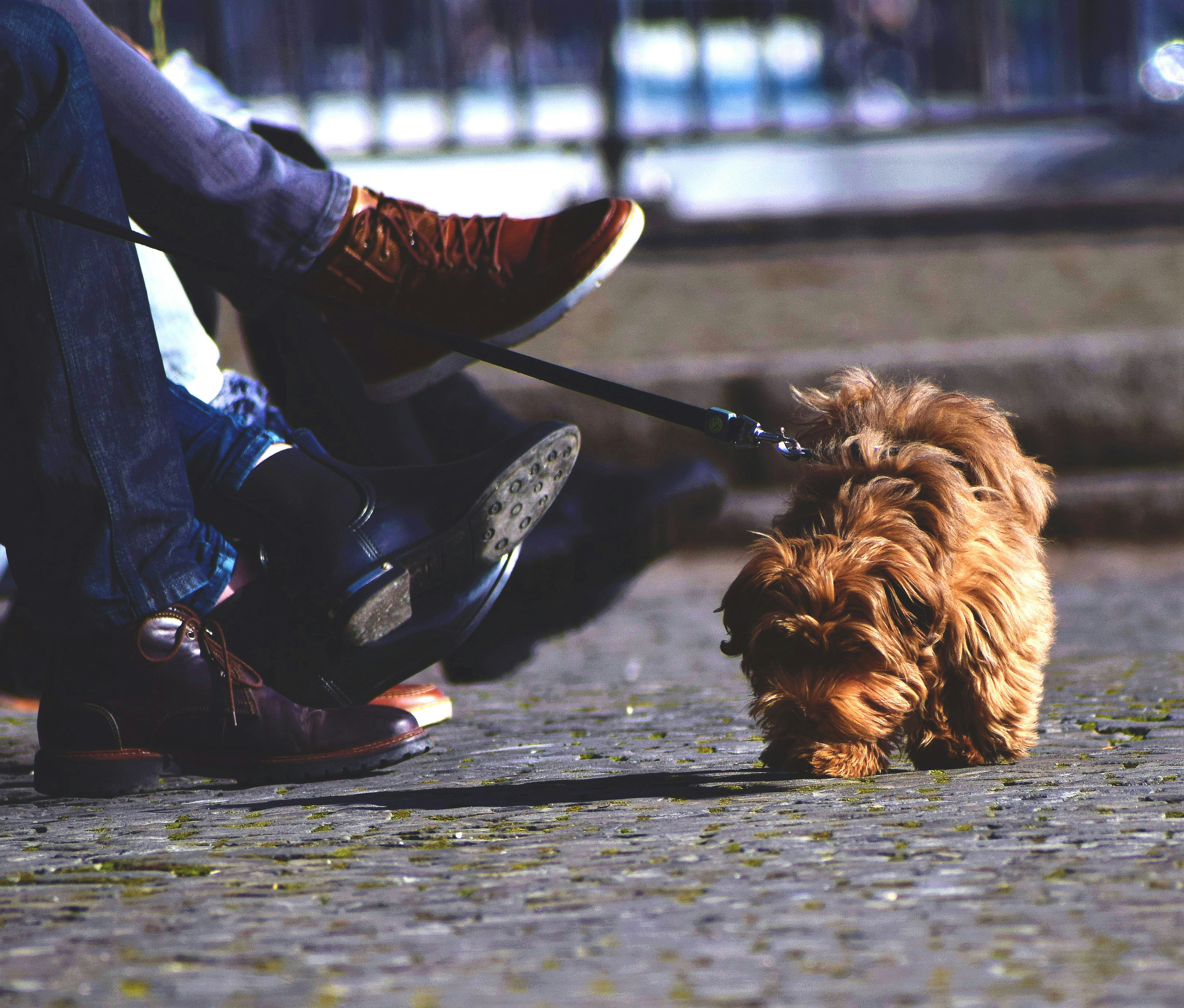 Small brown dog sniffing the ground while its owner sits nearby on a cobblestone street.