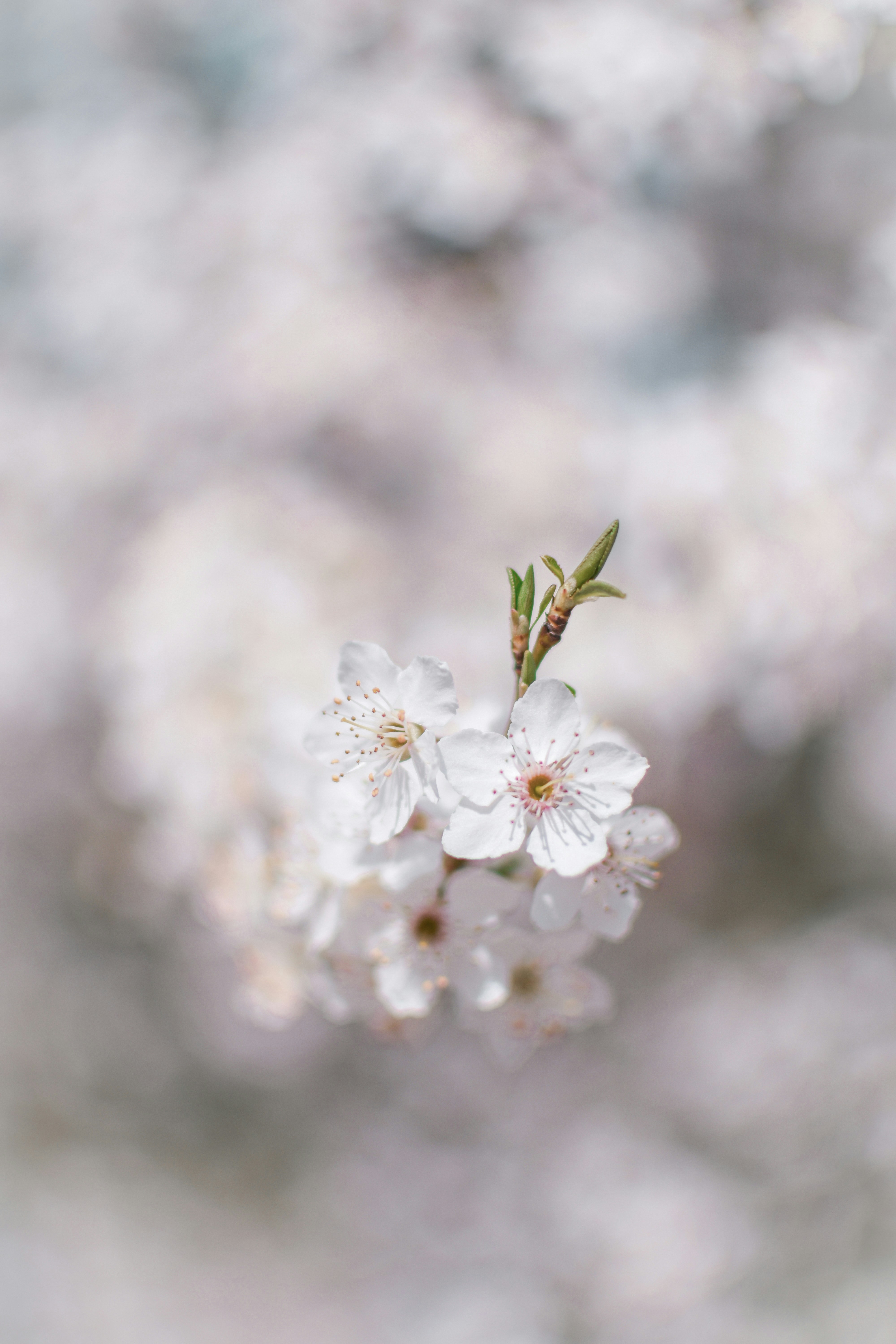 Sakura in Soft Focus: A Delicate Blossom Amid a Velvet Blur