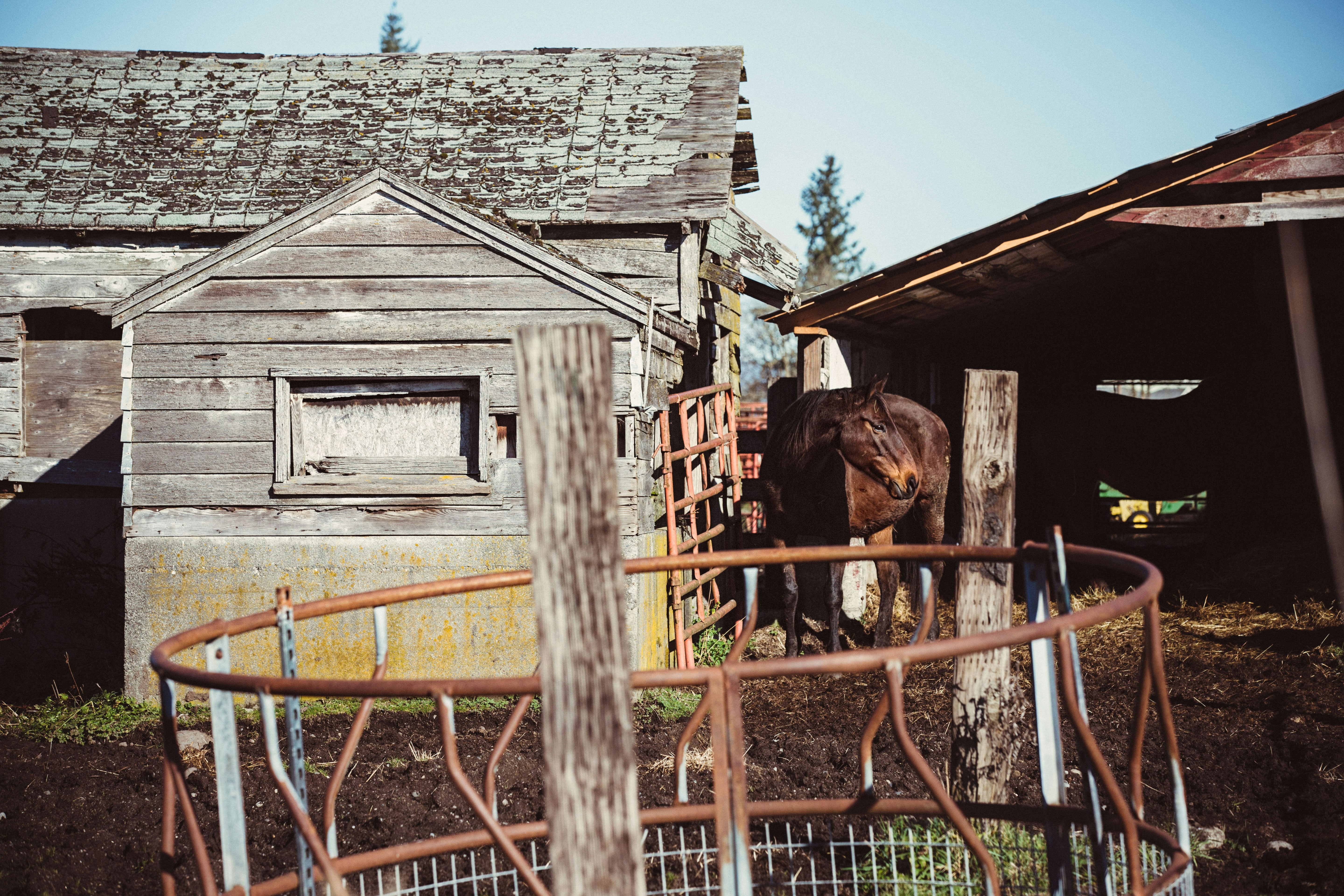 Rustic barn and grazing horse surrounded by weathered wooden structures in a serene rural setting.