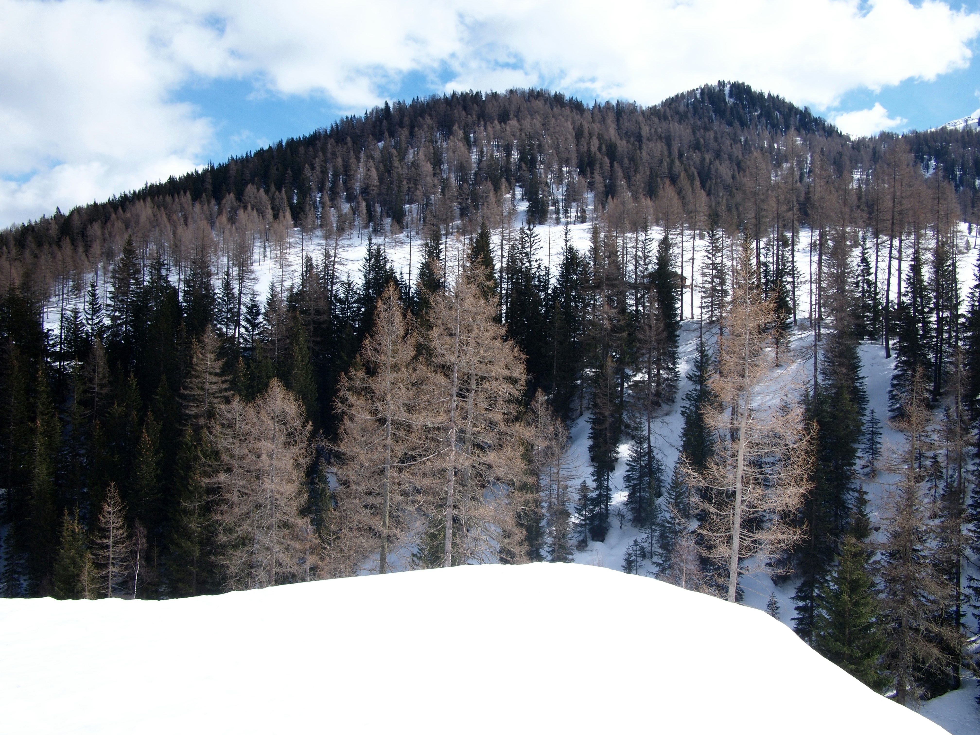 Snow-draped mountains with green pine trees under a bright daytime sky.