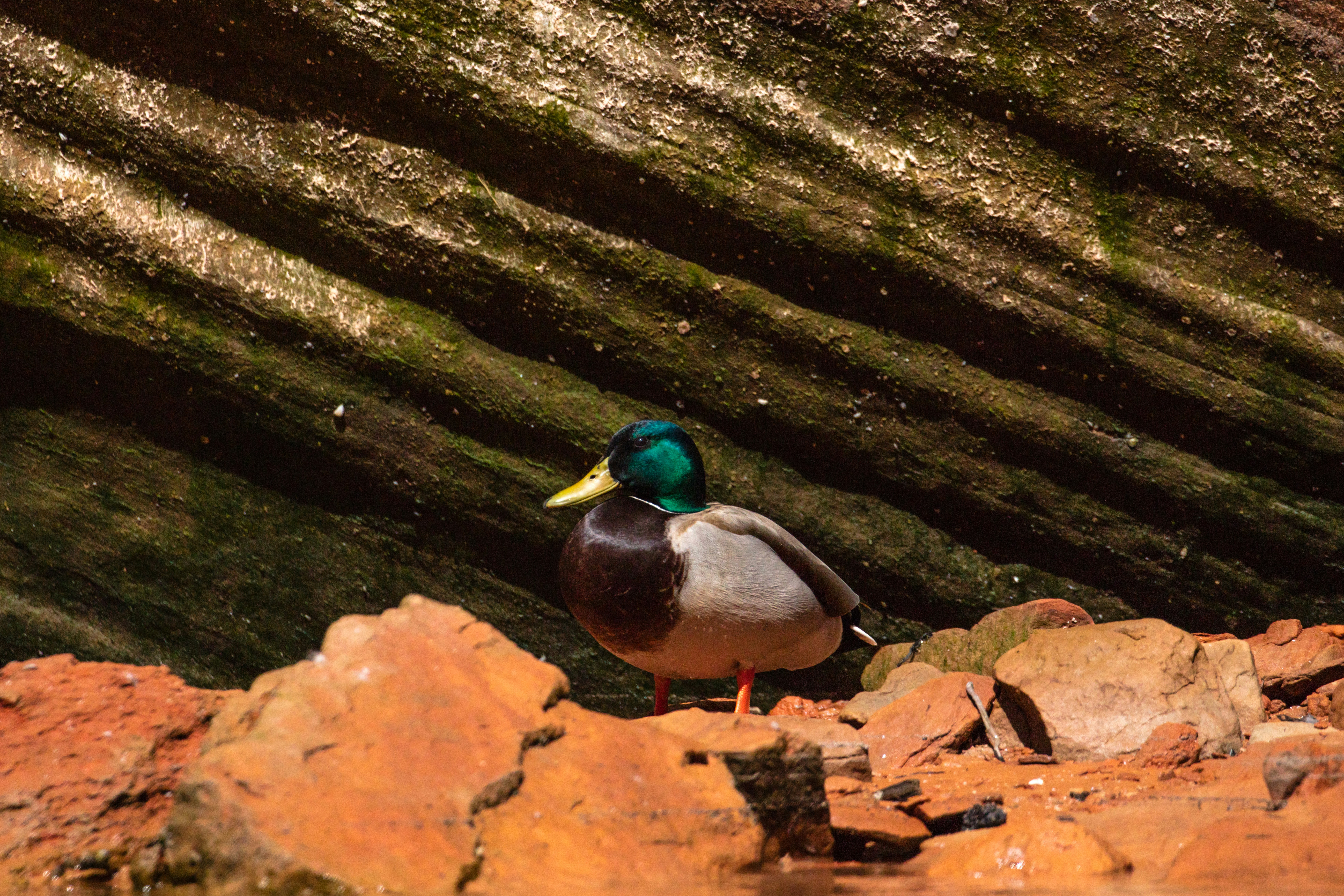 Pato marrón y verde foto – Imagen de Animal gratuita en Unsplash