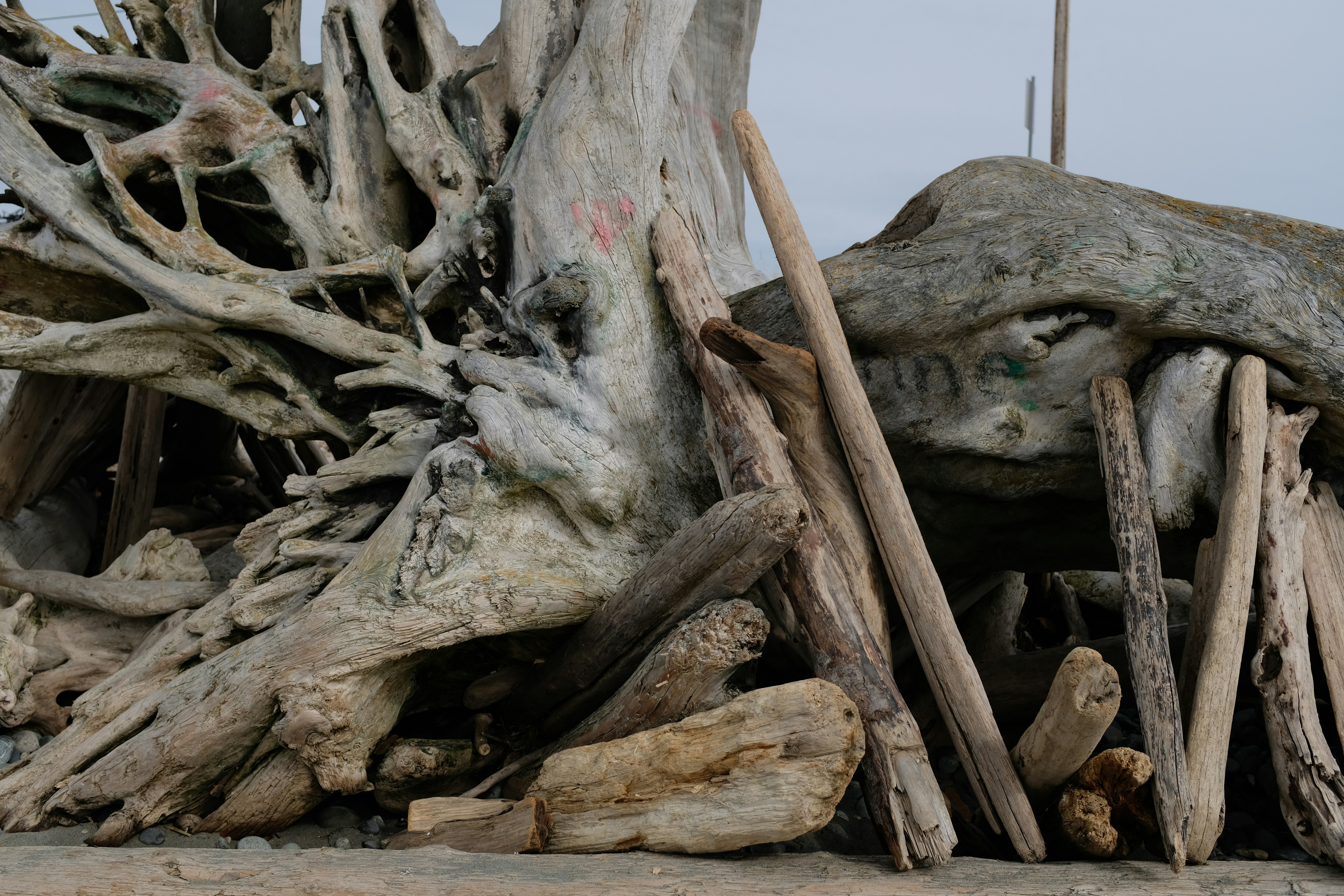 Tangled Driftwood Cathedral: Weathered Roots Framing a Silent Shore