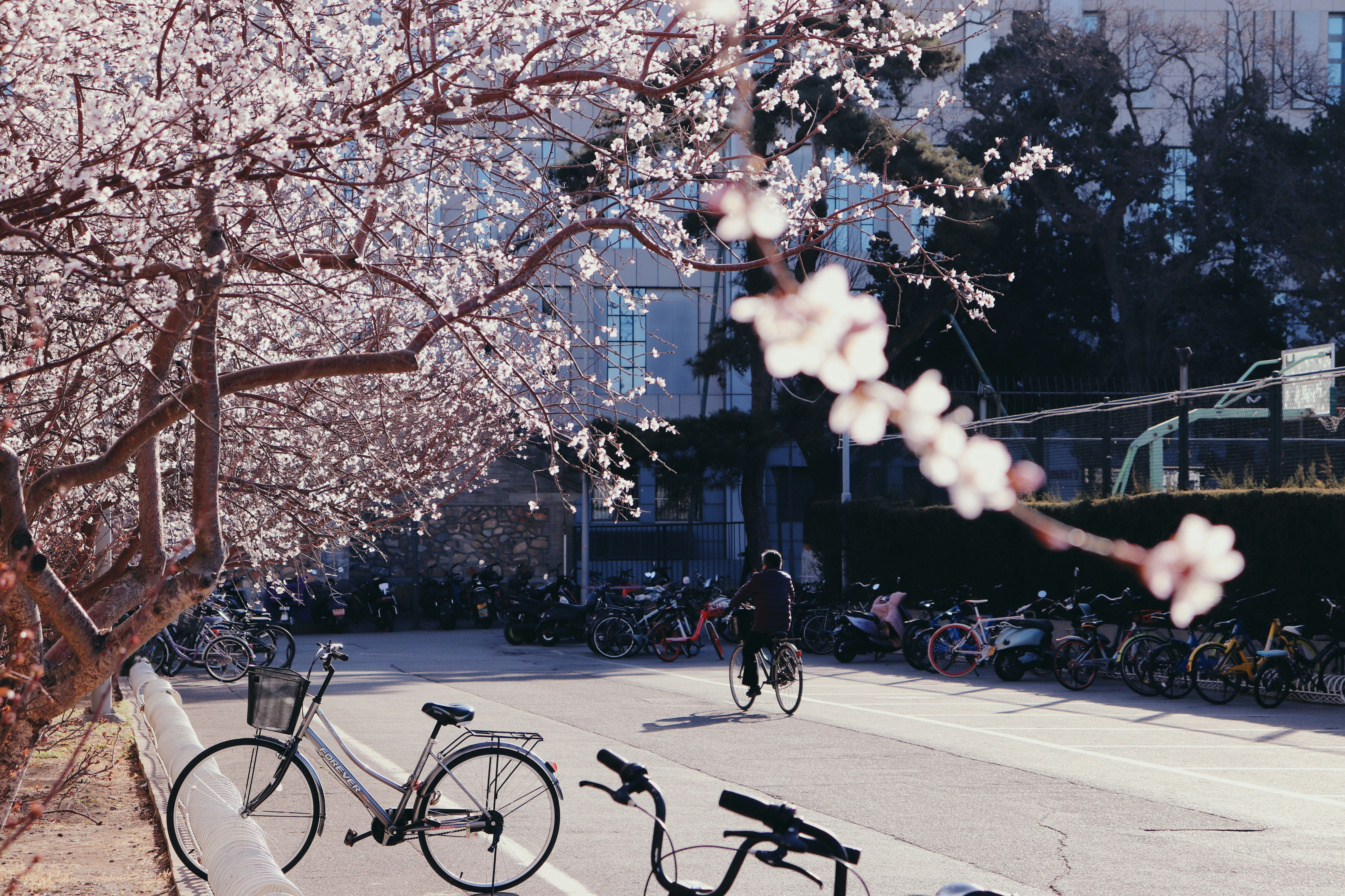 Cherry Blossom Boulevard: A Quiet Rider on a Sunlit City Street