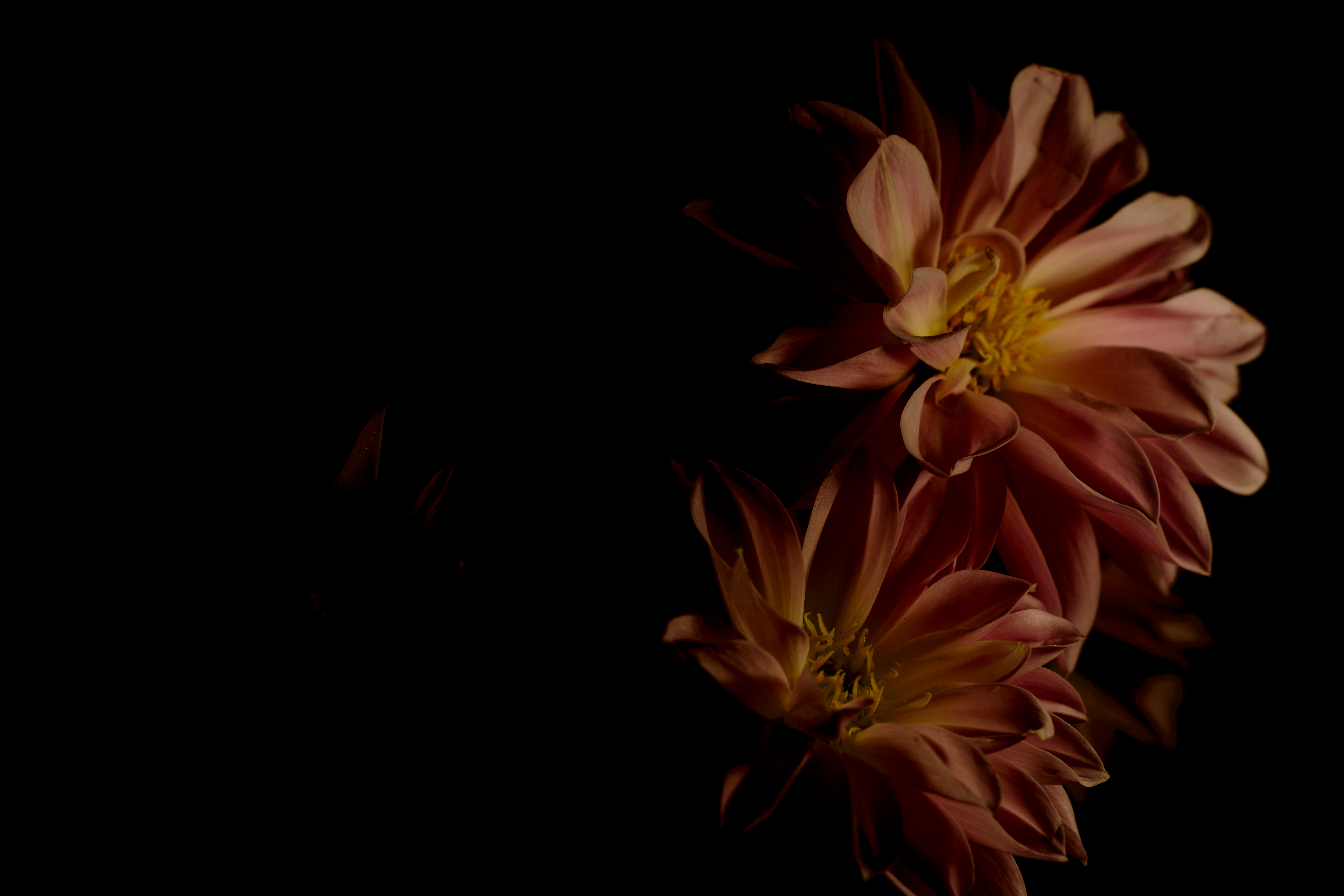 Whispered Petals: Two Dahlias in Velvet Night