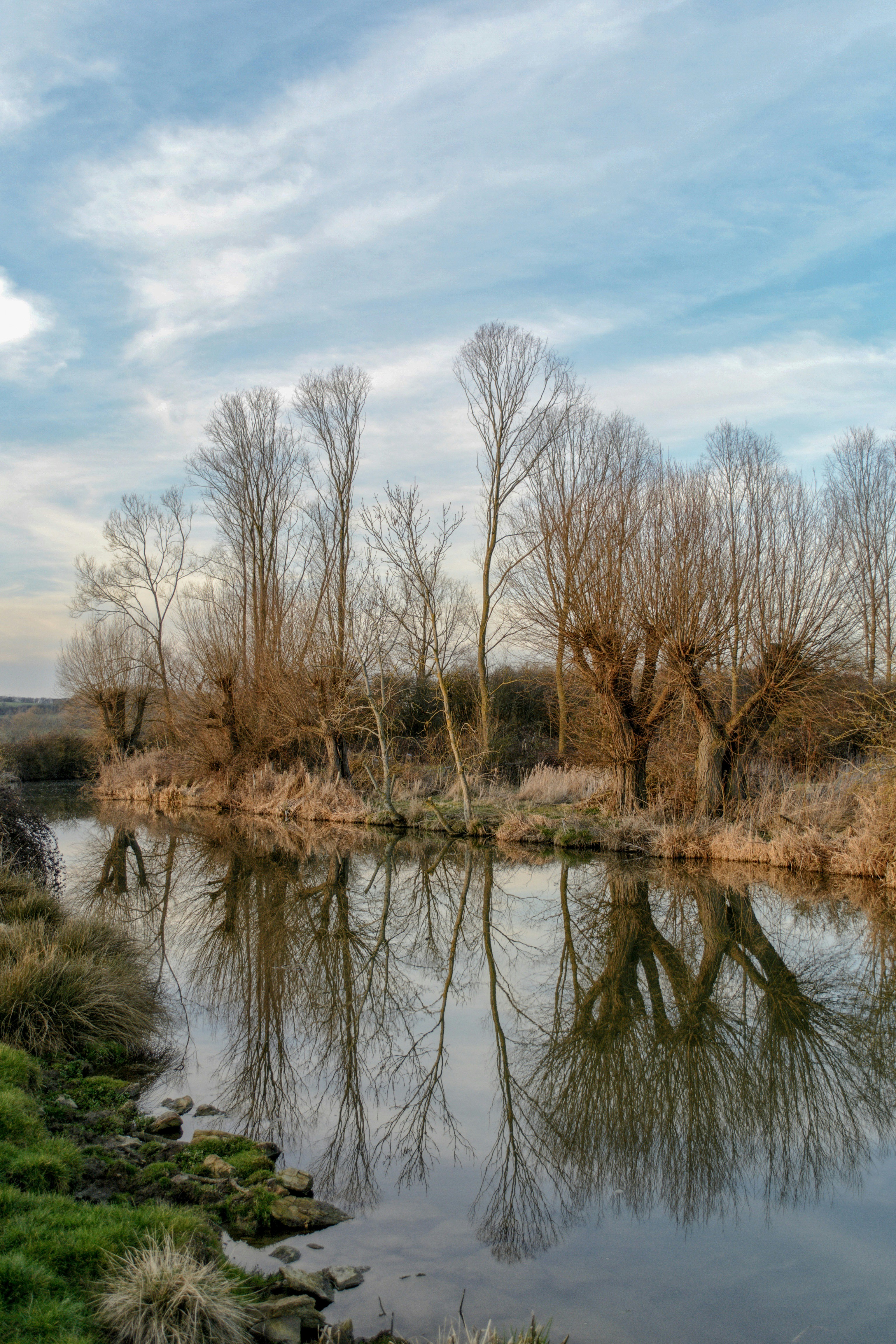 Bare trees reflecting in calm waters under a soft sky, creating a peaceful natural scene.