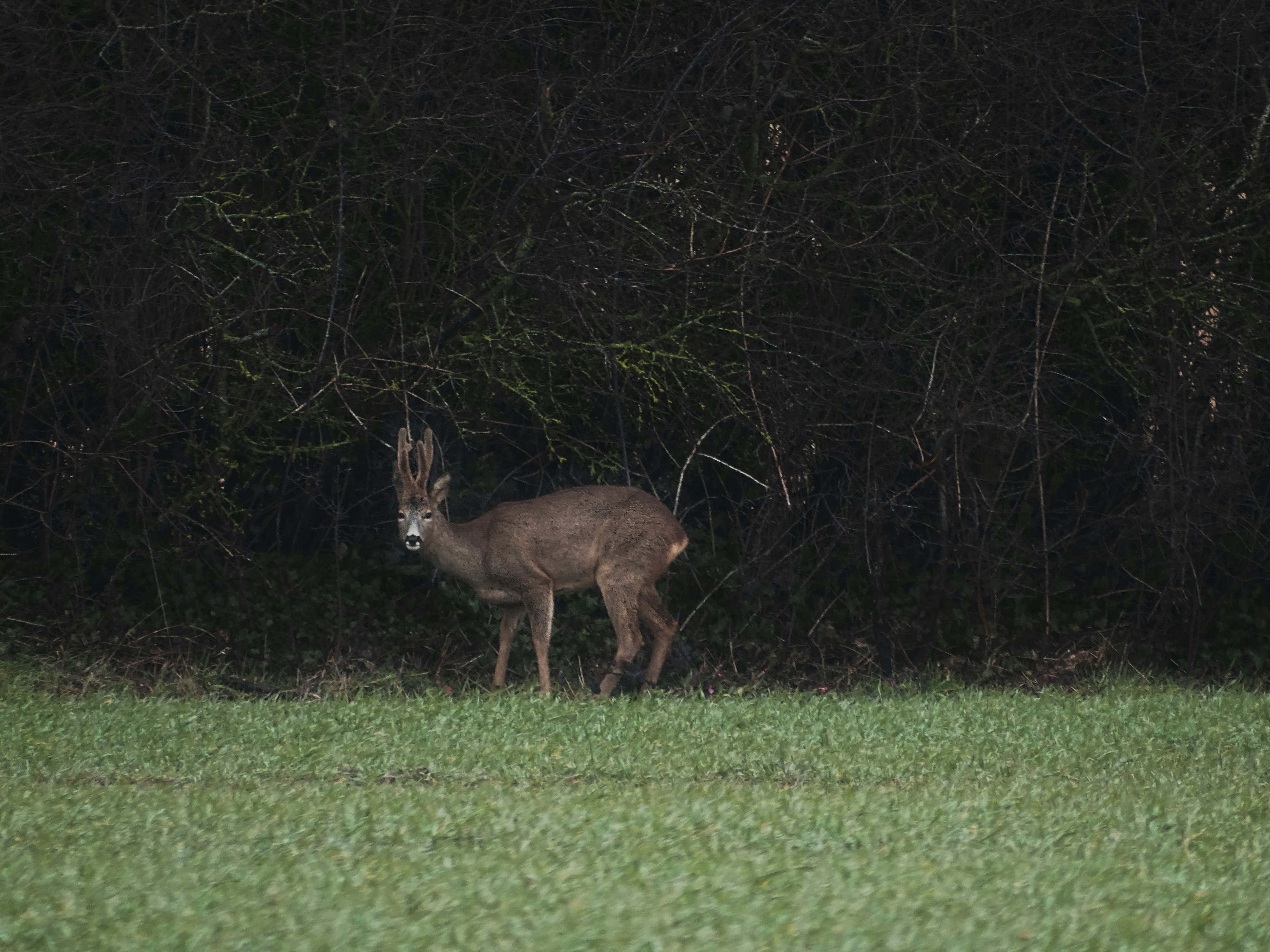 Moonlit Edge: A lone deer steps from shadowed woods onto the meadow