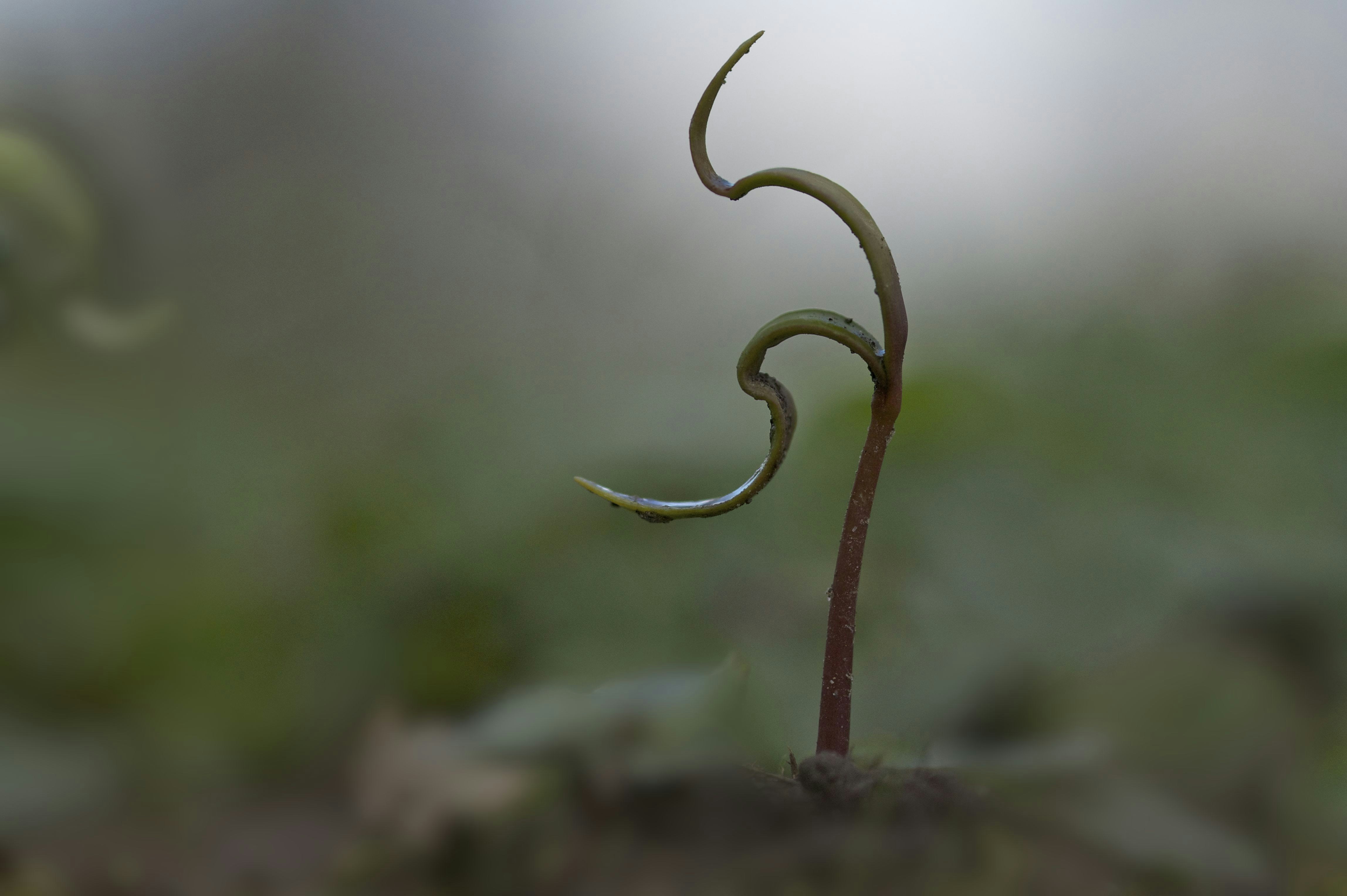 Curled Tender: A Single Sprout Reaching Toward Light