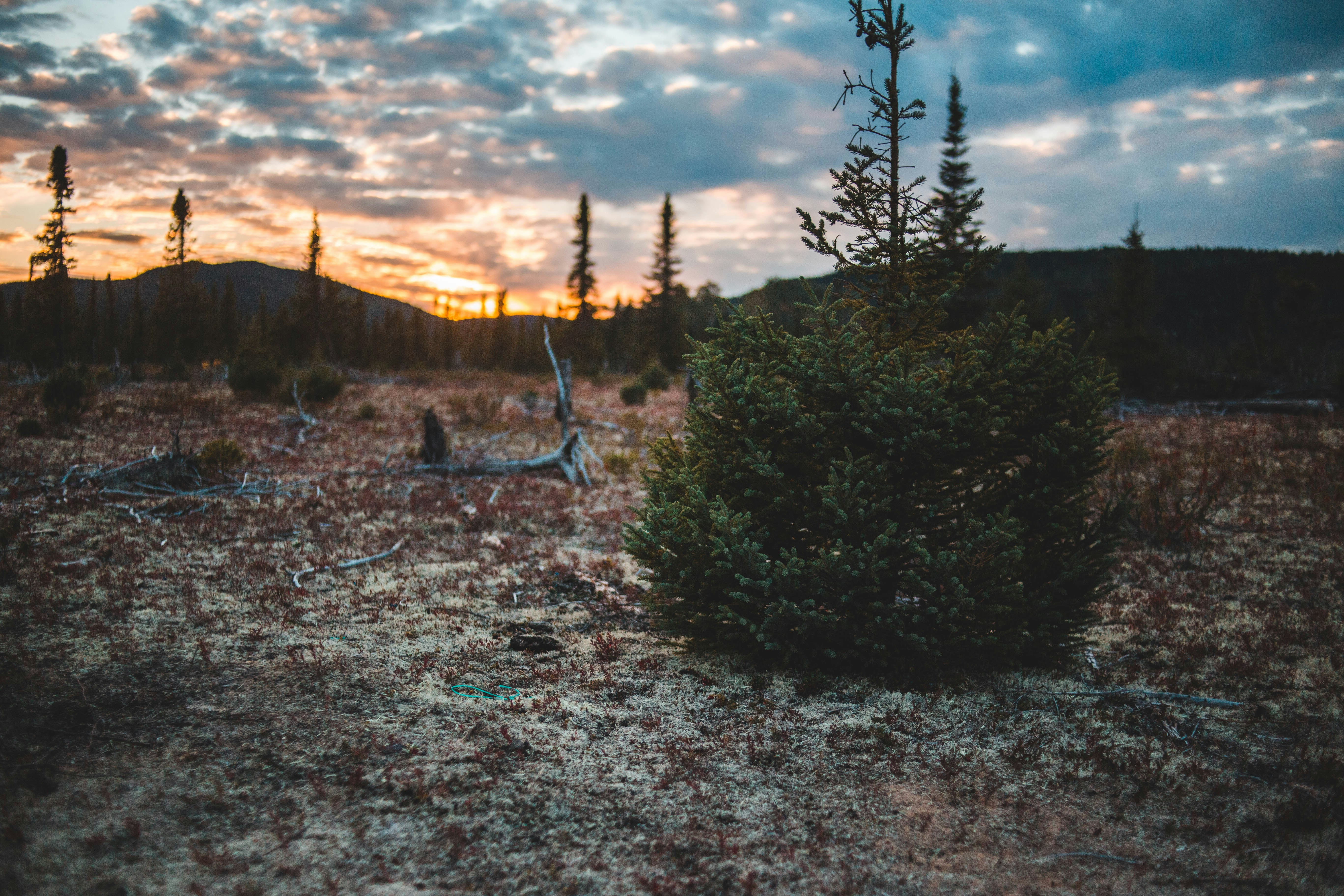 Last Light on the Tundra: A solitary evergreen amid a fading sunset
