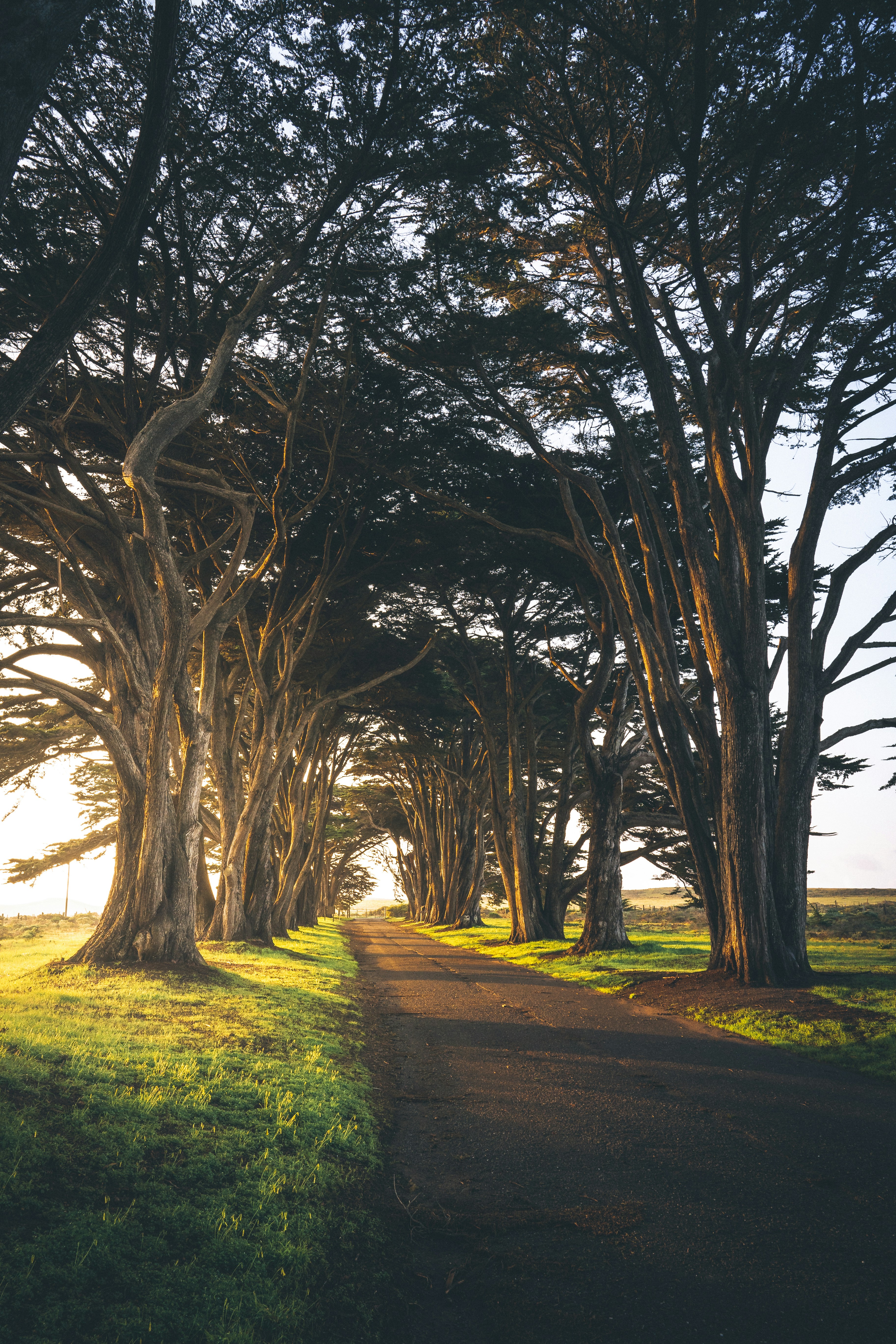 Green-leafed trees near road during daytime photo – Free Nature Image ...