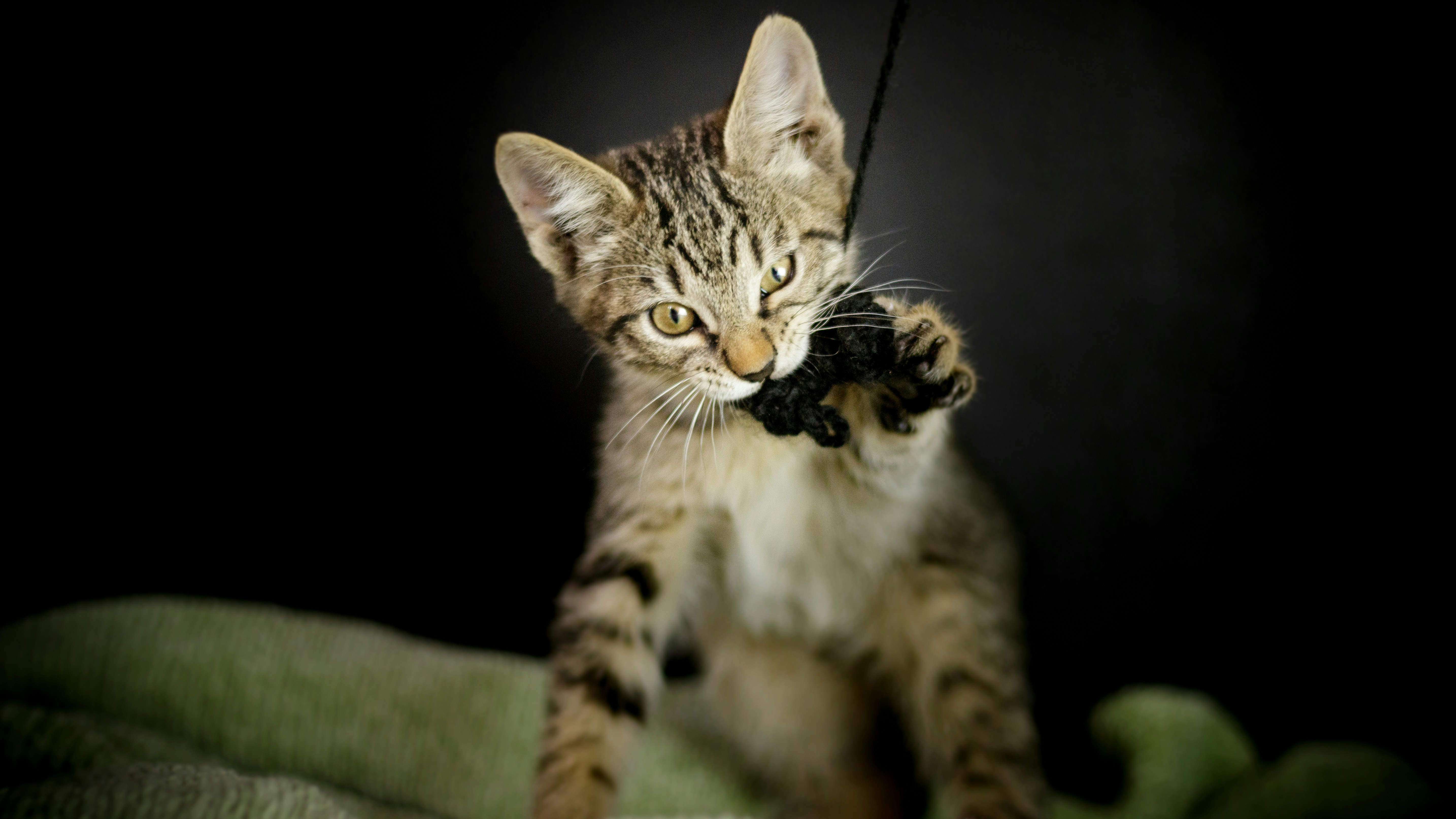 Silver tabby cat biting yarn photo – Free Brown Image on Unsplash