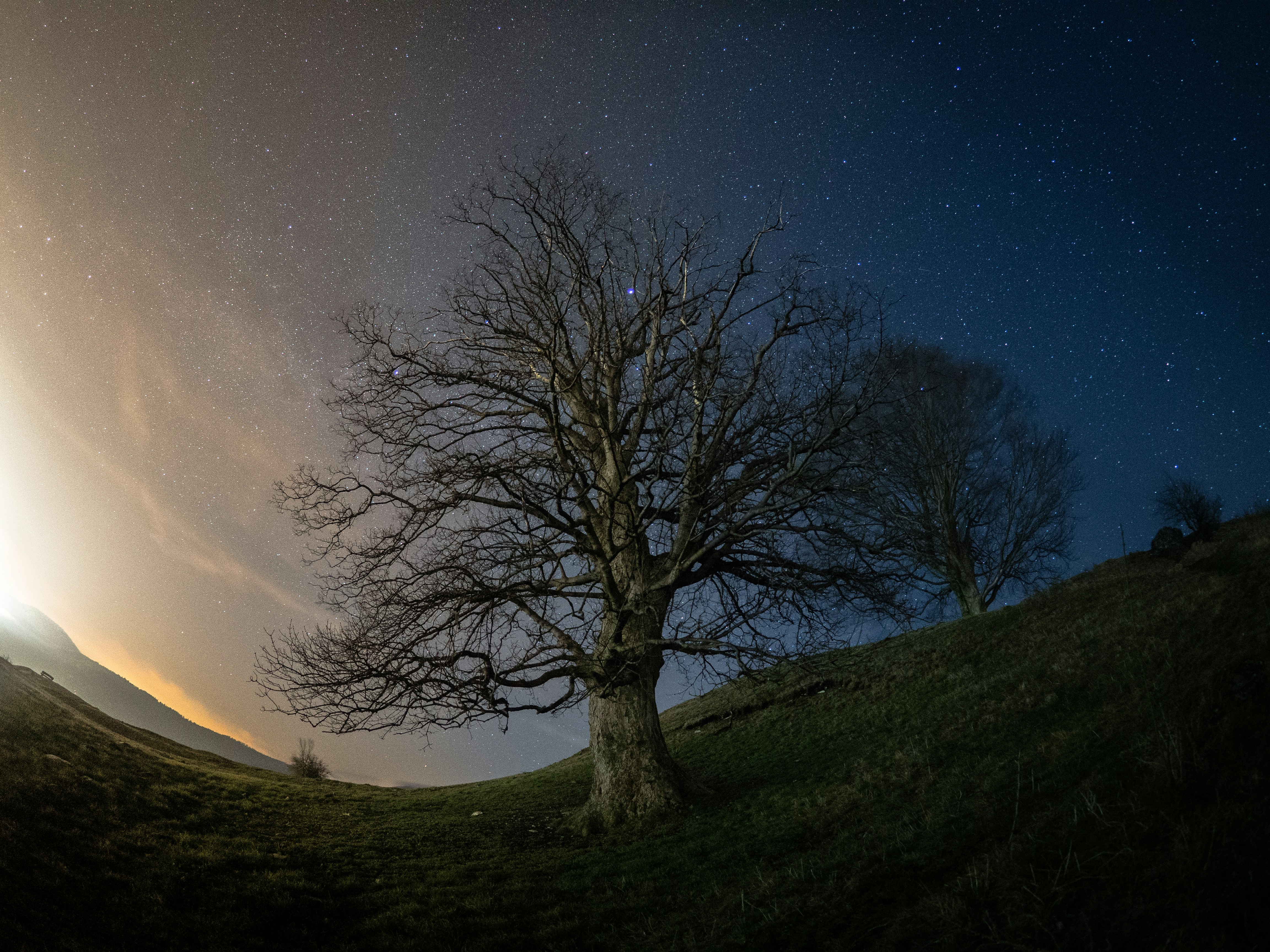 Bare tree on a hill framed against a star-filled night sky.