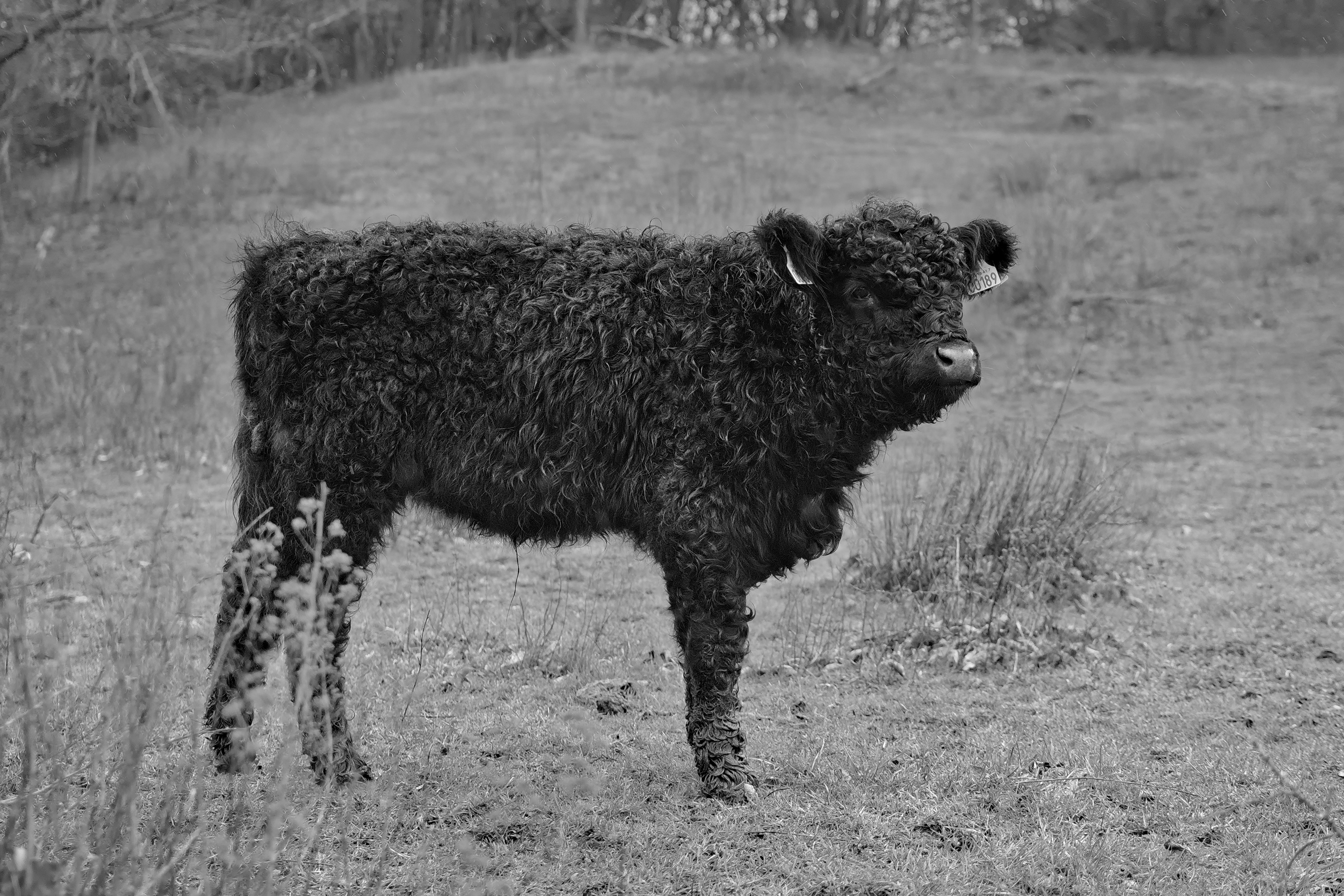 Curly-haired calf standing on a grassy field with sparse vegetation.
