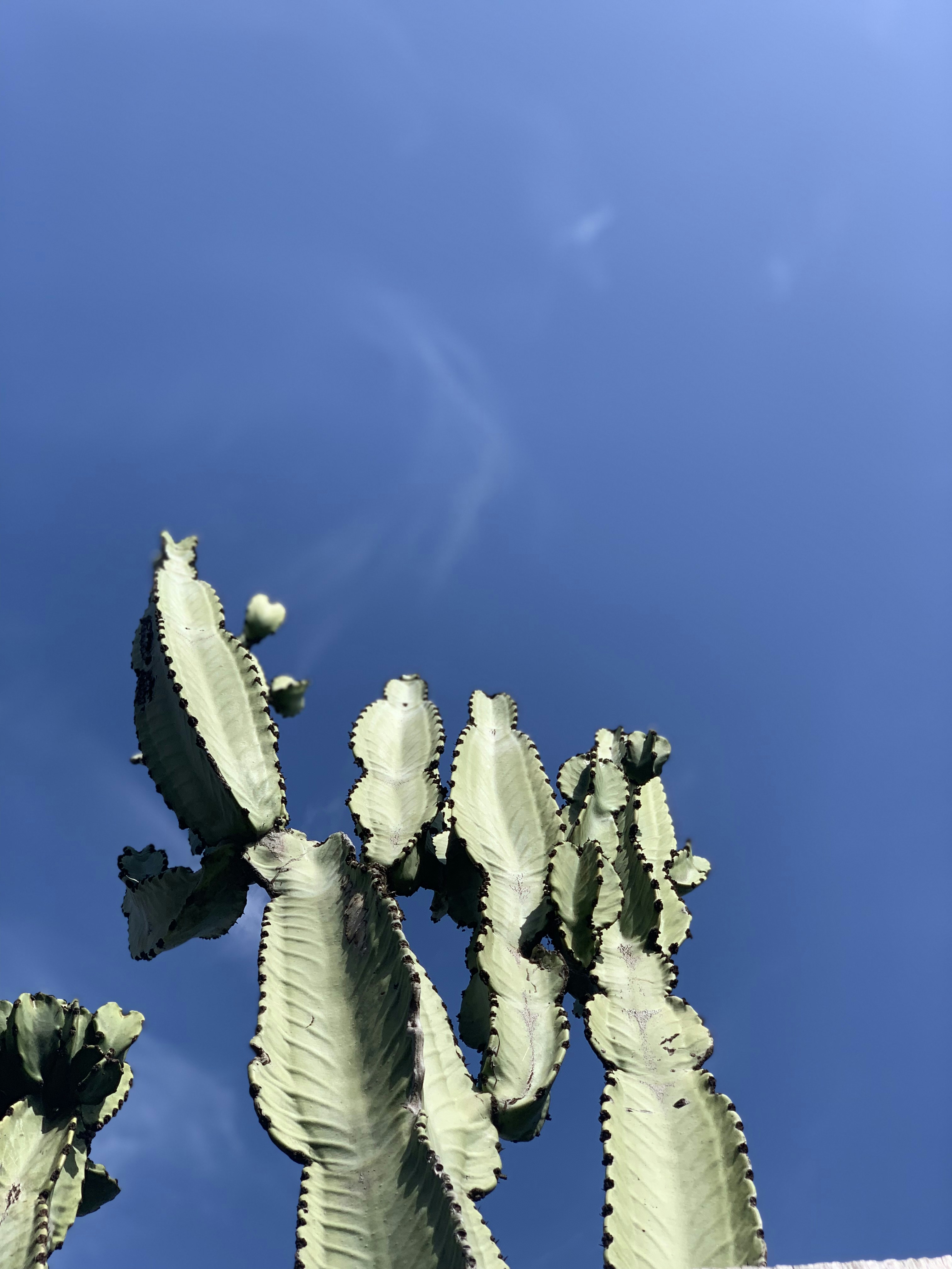 Opuntia Pads Reaching Toward a Quiet Cobalt Sky