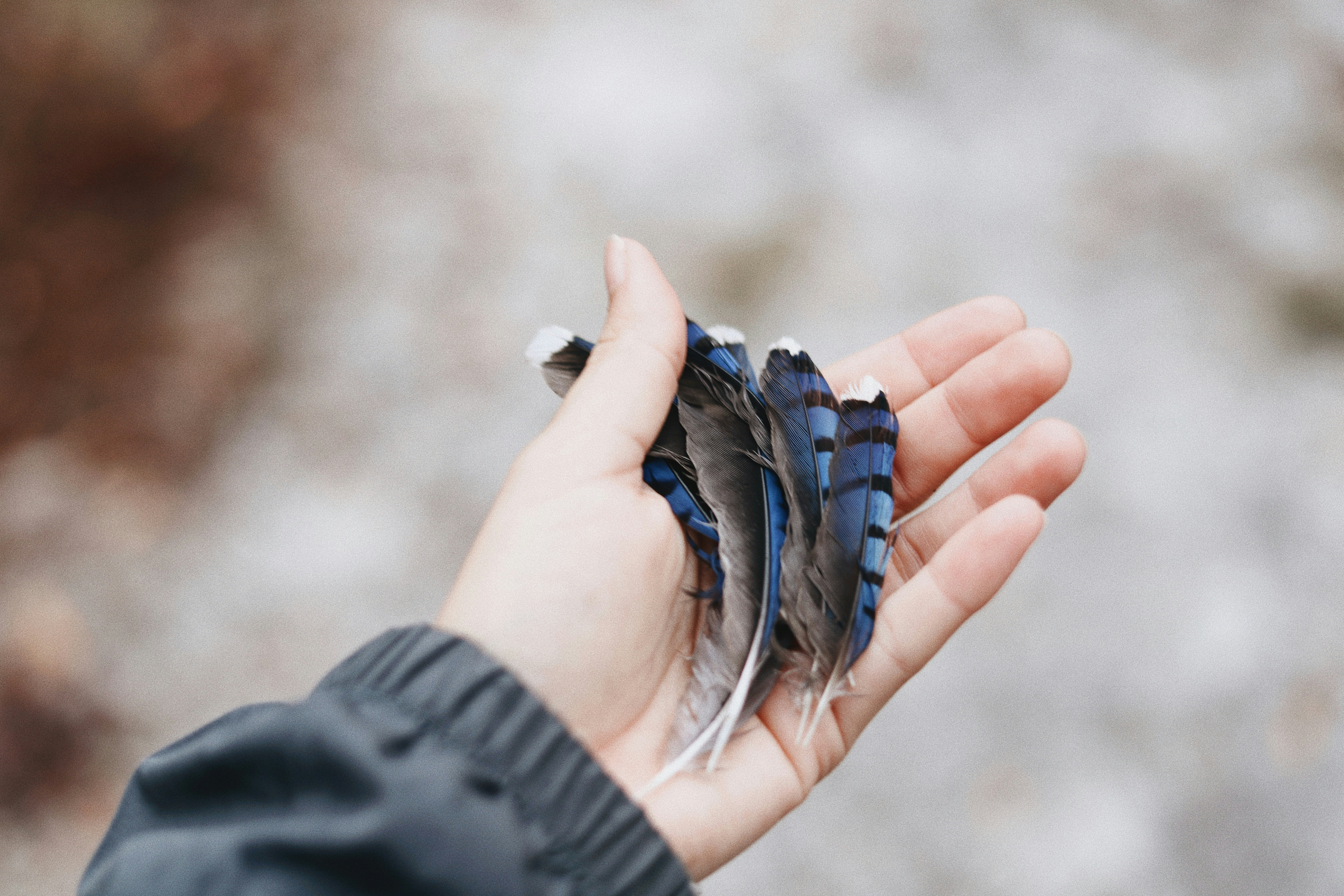Hand holding a few striking blue feathers against a blurred natural background. The delicate details of the feathers are prominently displayed.