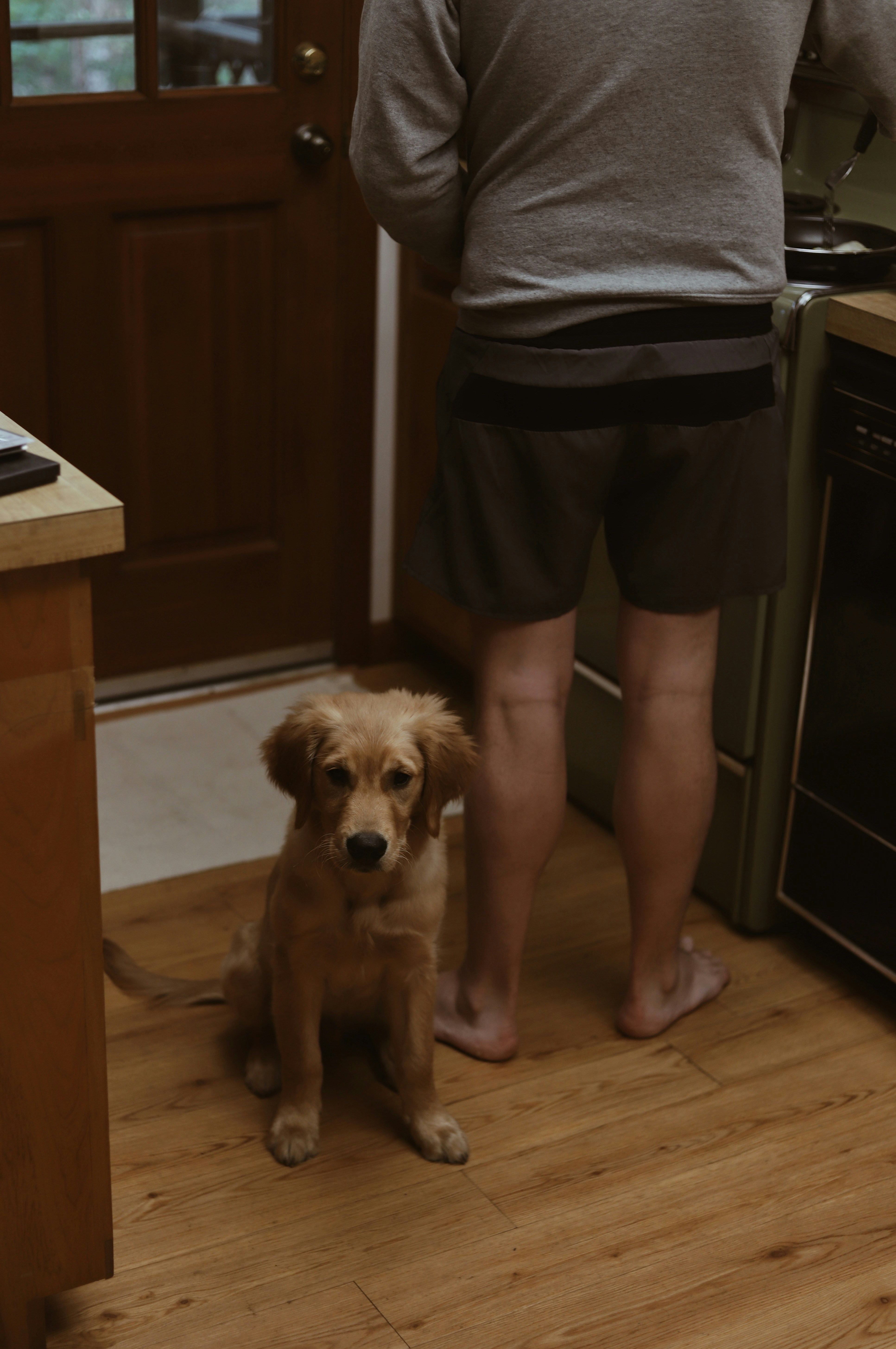 Kitchen Scout: A Golden Retriever Pup in Quiet Attention