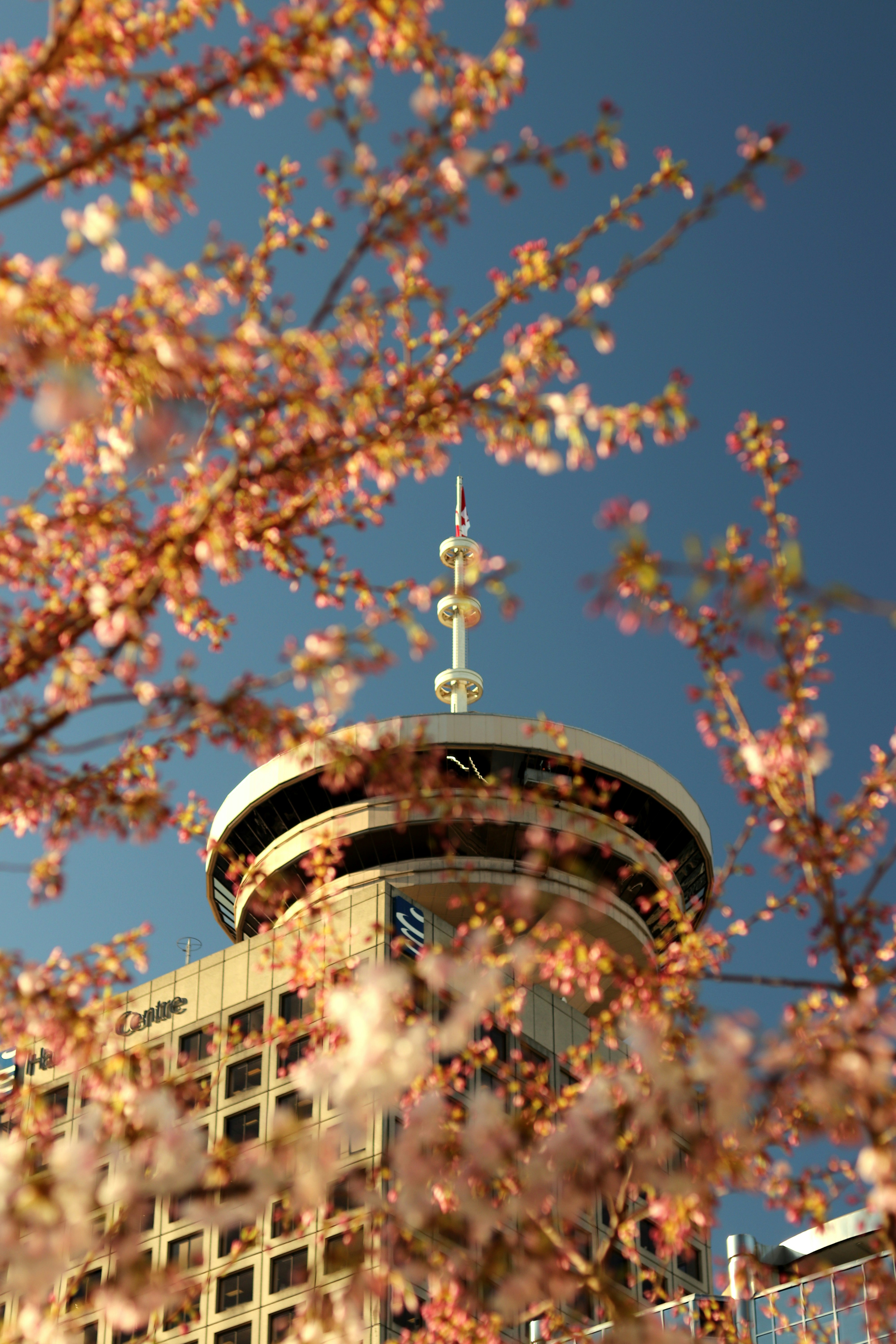 Cherry blossoms elegantly surround a city tower, showcasing a blend of nature and architecture against a clear blue sky.