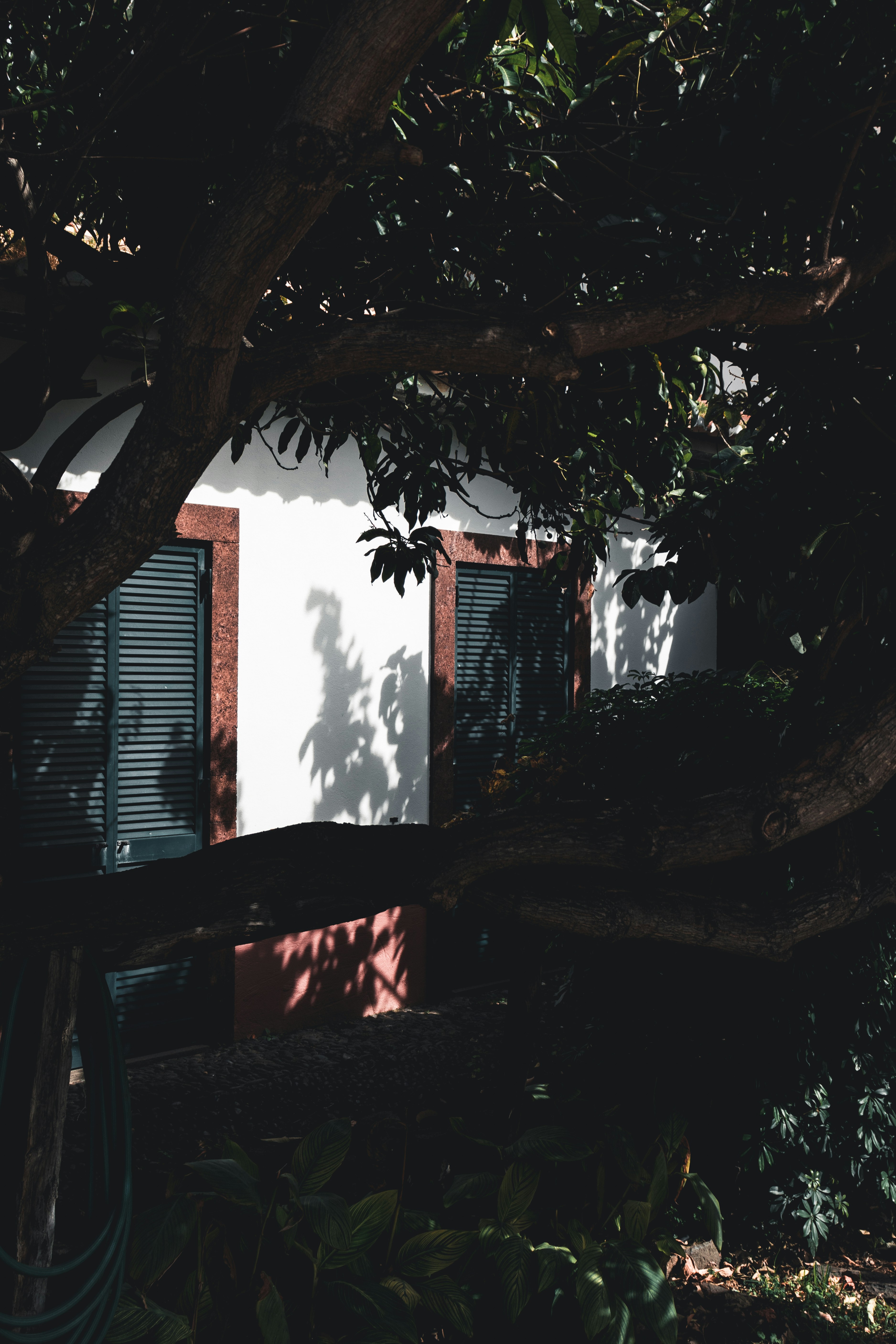 Shadows of tree branches dance across a white-walled building with green shutters, creating a serene interplay of light and form.