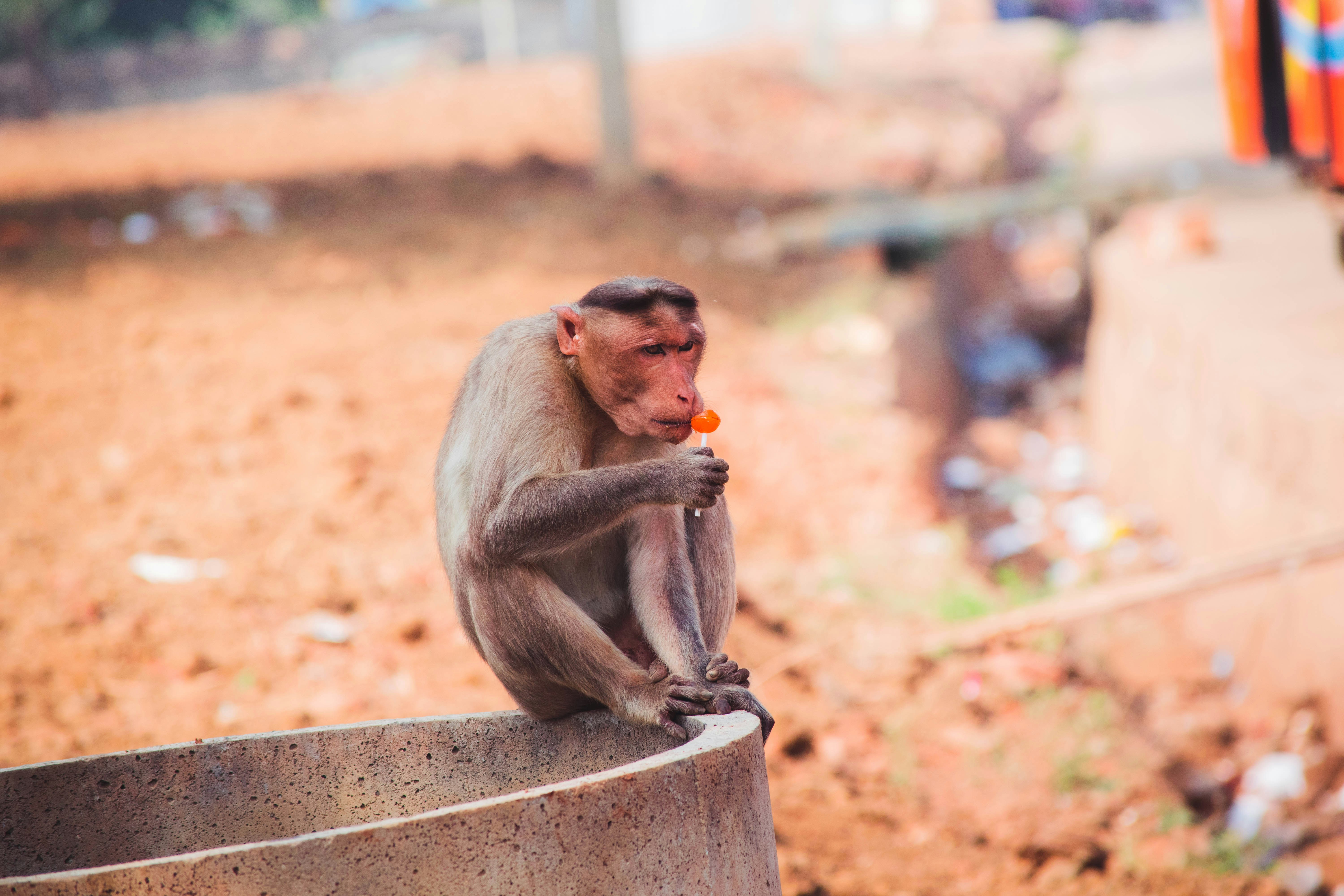 Monkey eating lollipop photo – Free Animal Image on Unsplash