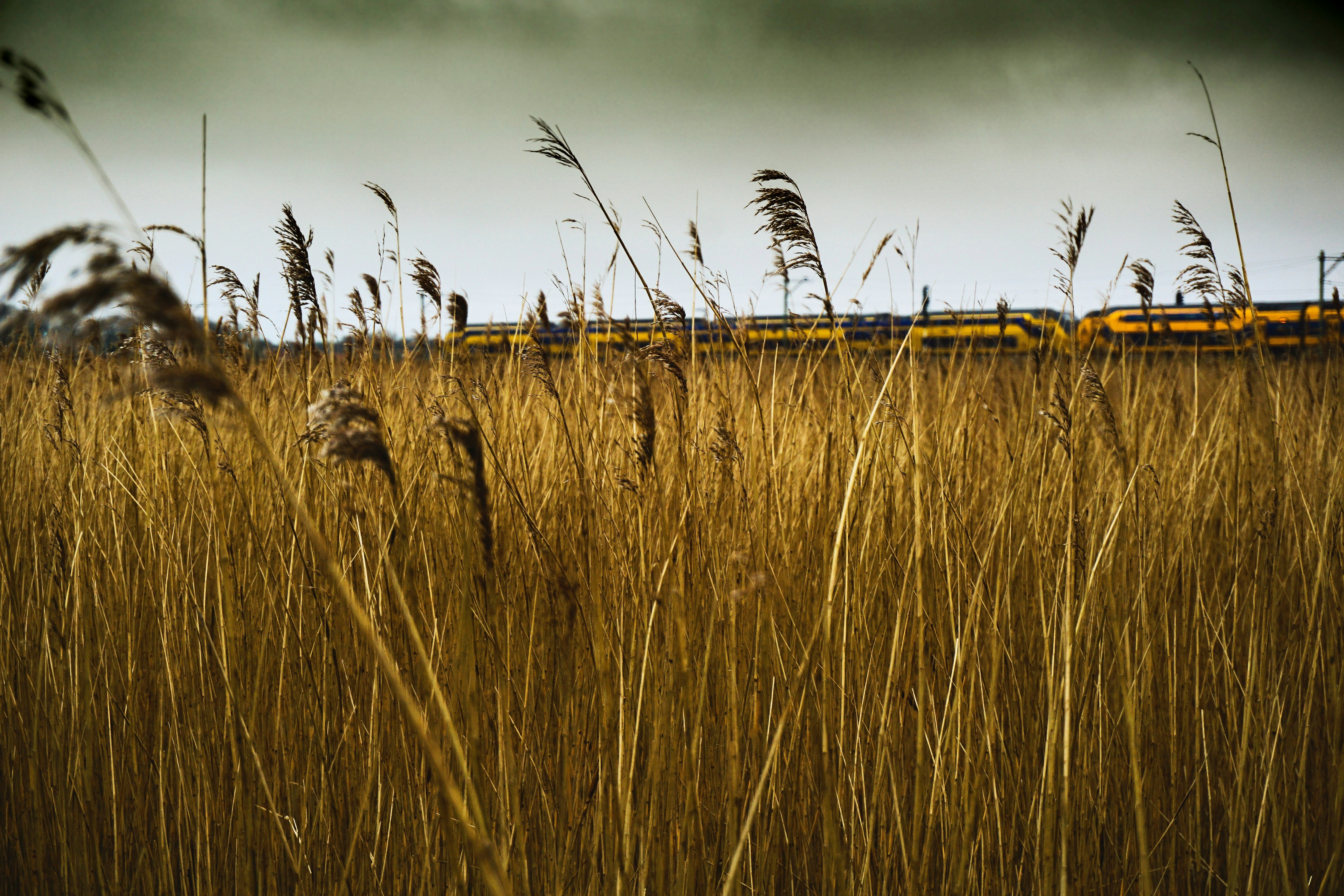 Brown rice field during daytime photo – Free Brown Image on Unsplash