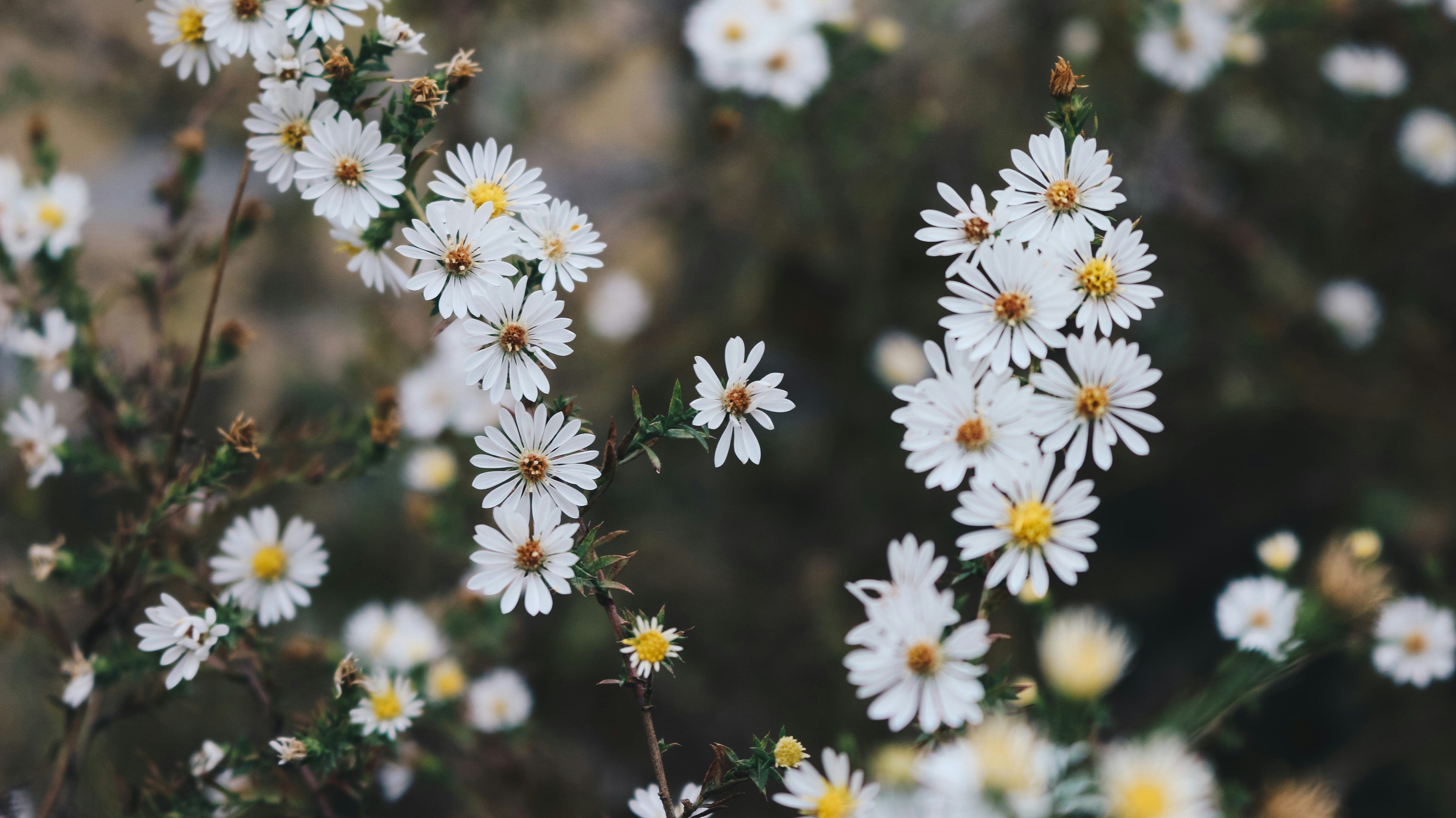 1000+ Small Flowers Pictures | Download Free Images on Unsplash