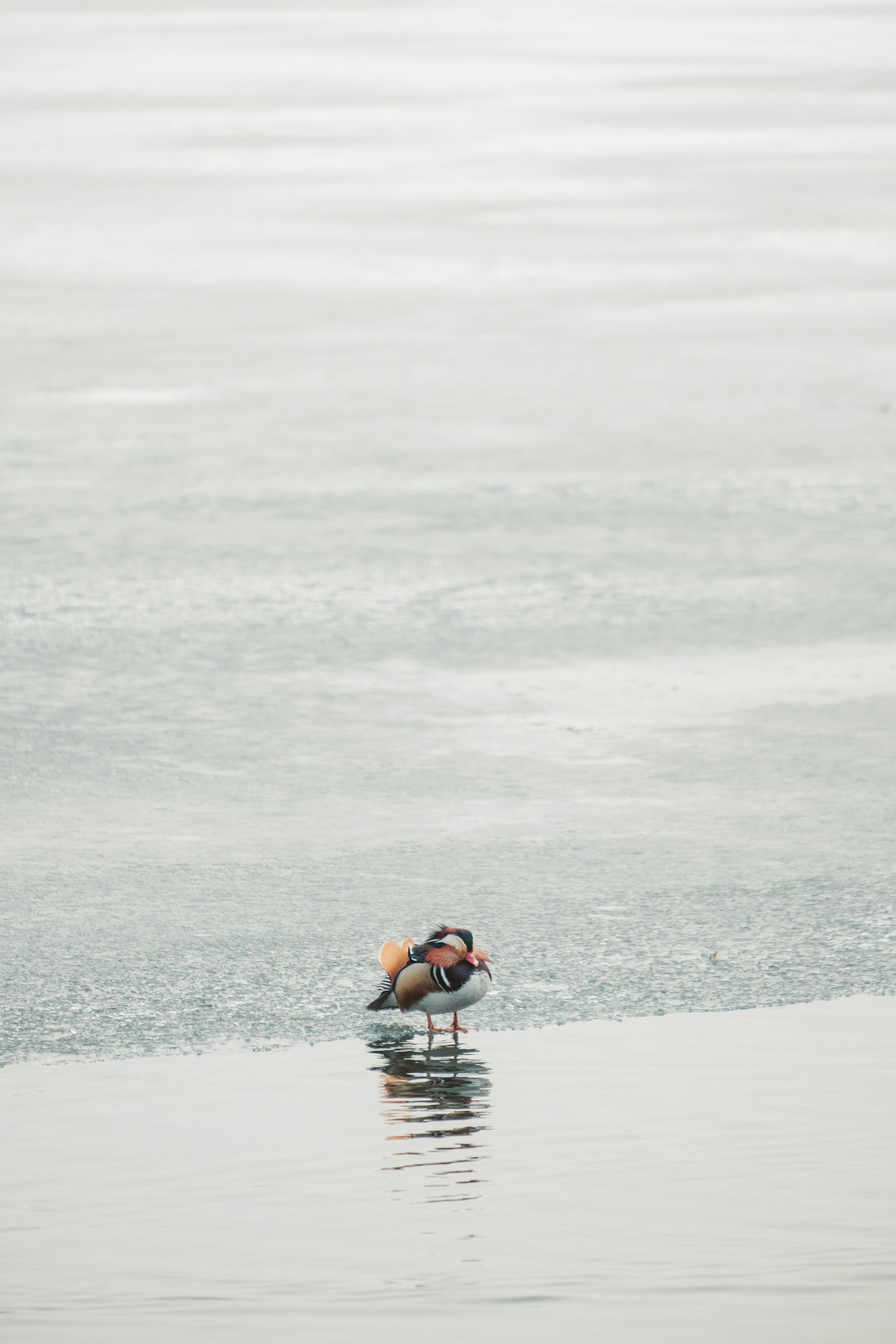 Colorful Mandarin Duck at the Edge of a Quiet Frozen Lake