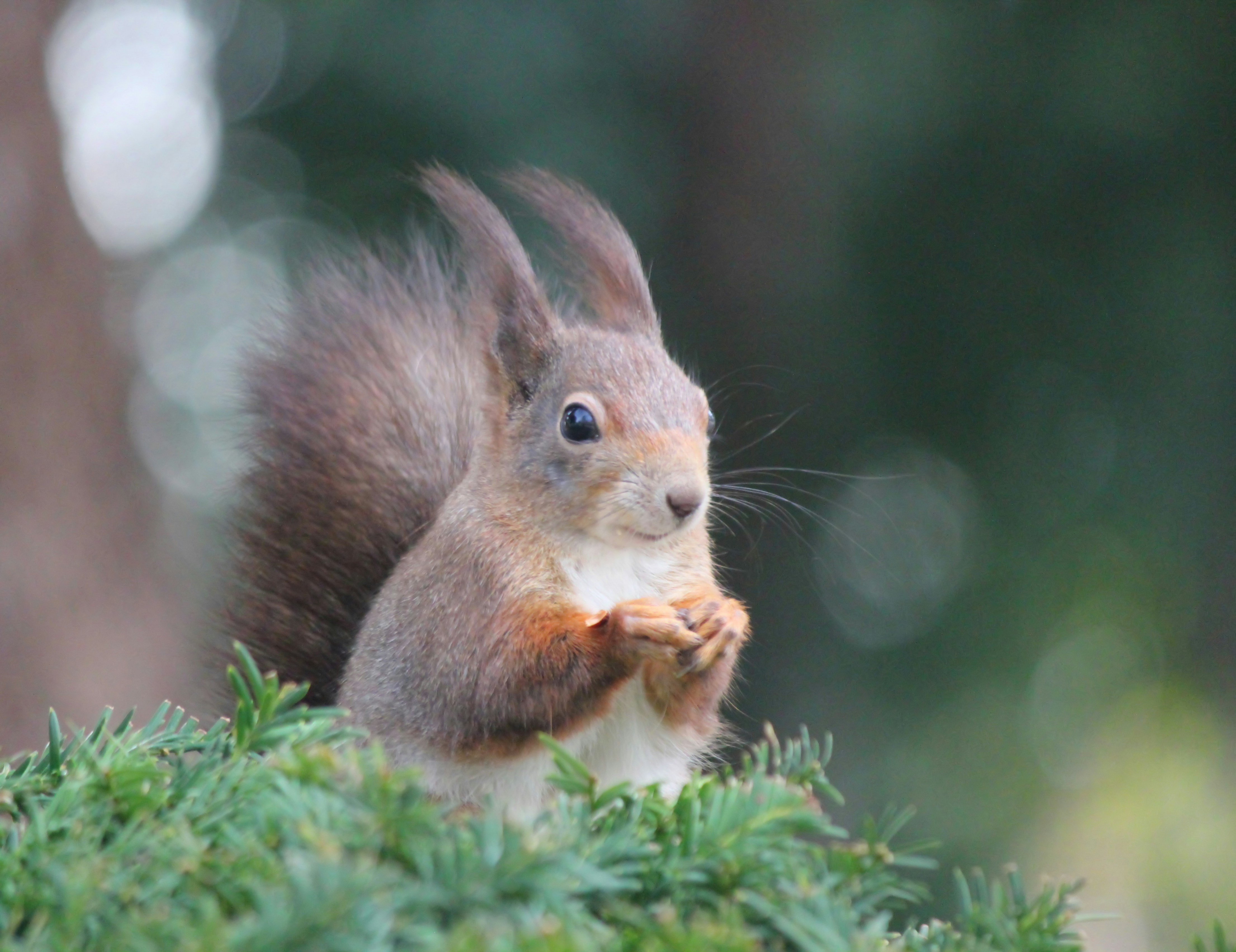 Whiskered Watcher: A Squirrel's Moment of Stillness