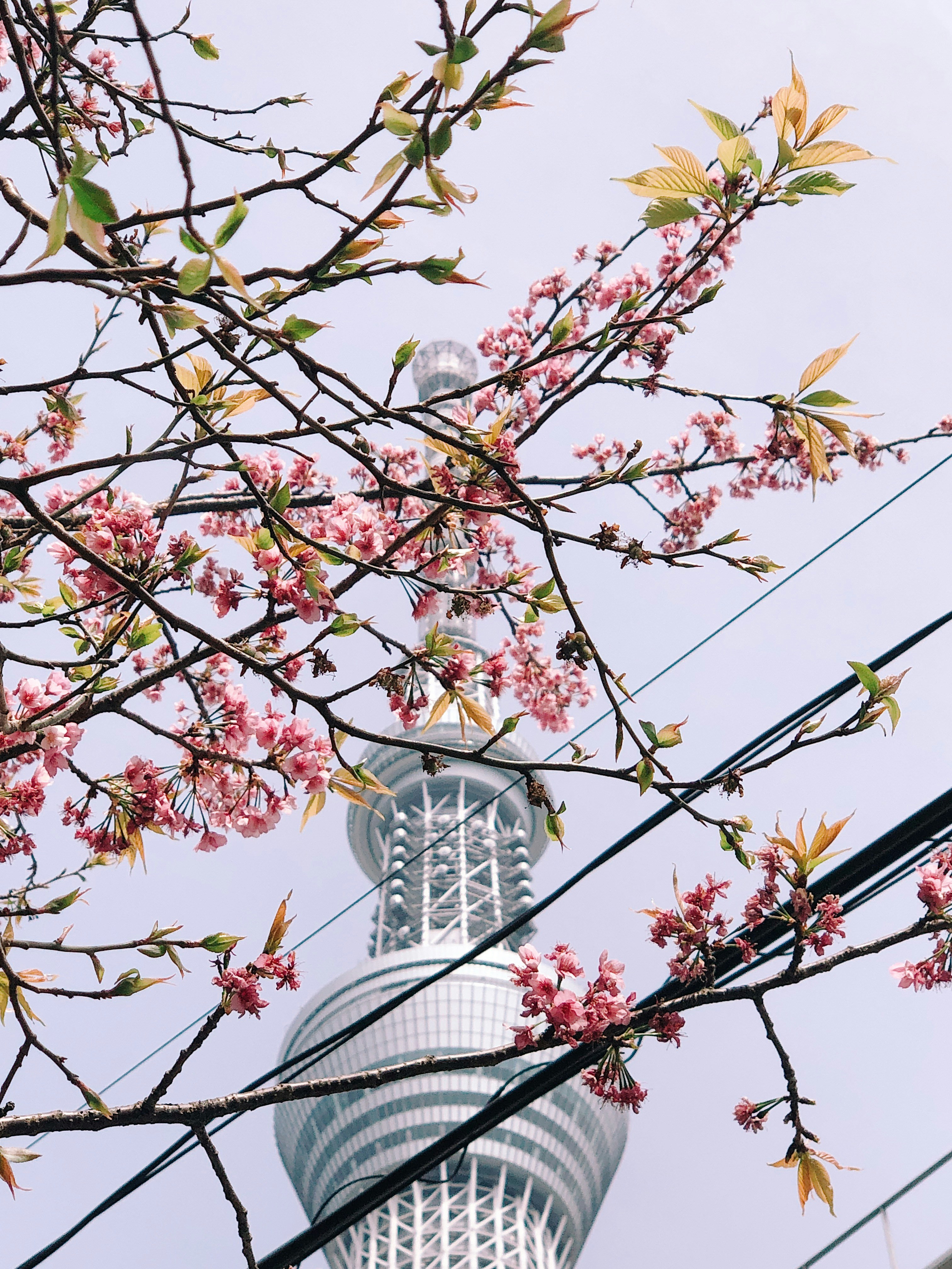 Cherry Blossoms Framing Tokyo Skytree: Pink Petals Against a Steel Skyline