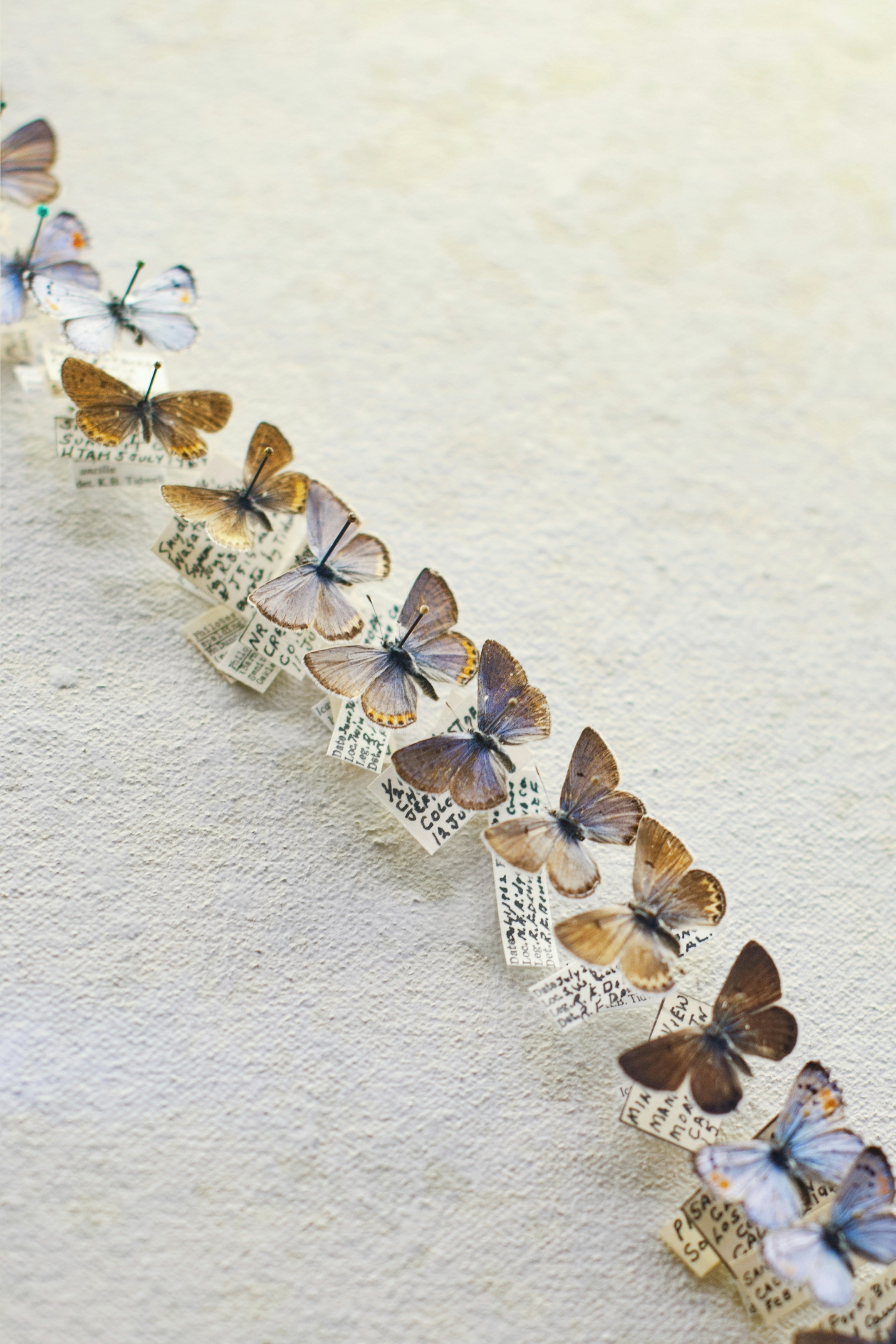 Winged Tags: a diagonal procession of tiny butterflies resting on handwritten slips