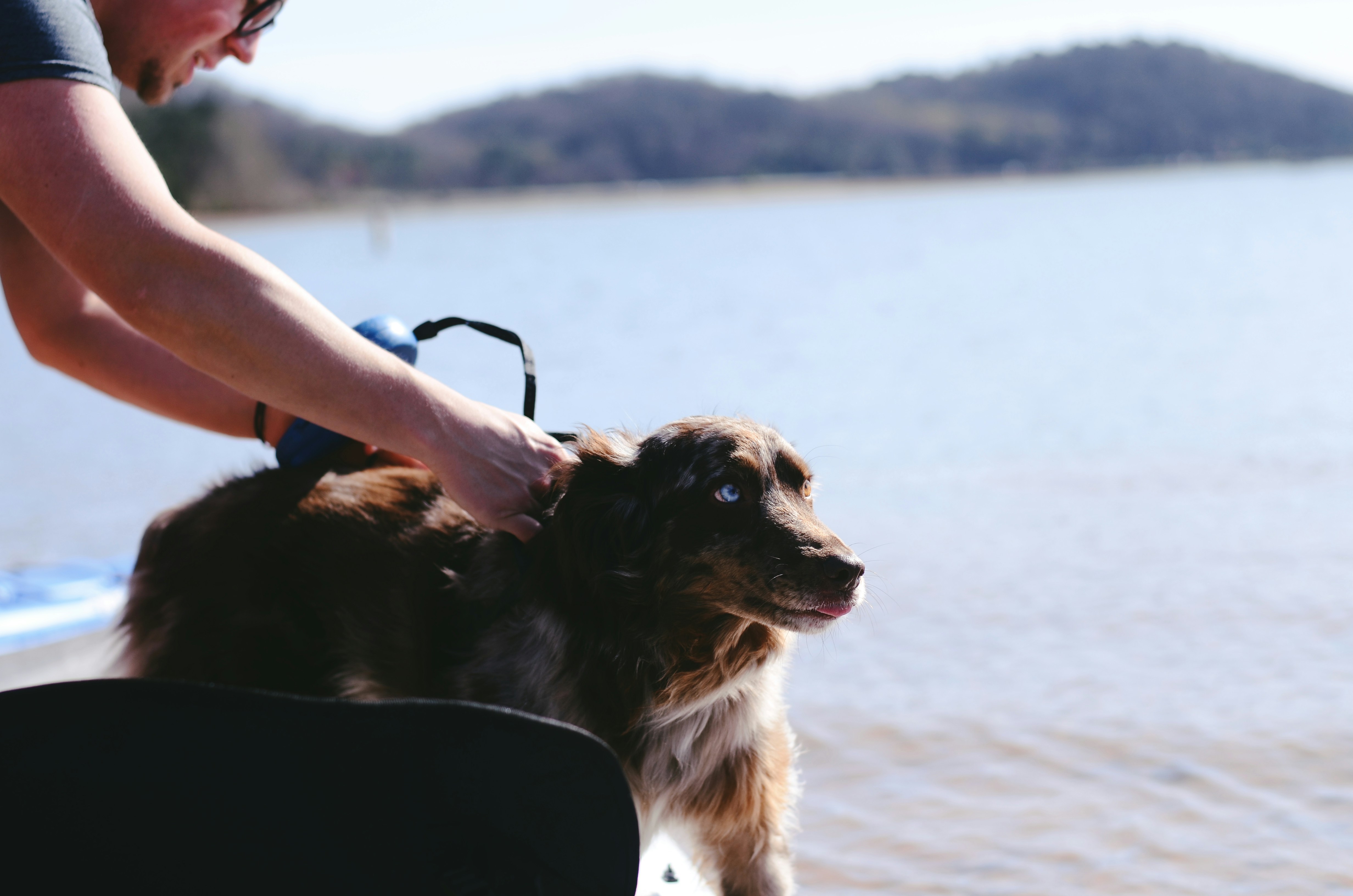 Dockside Bond: A Man and Dog by the Quiet Lake