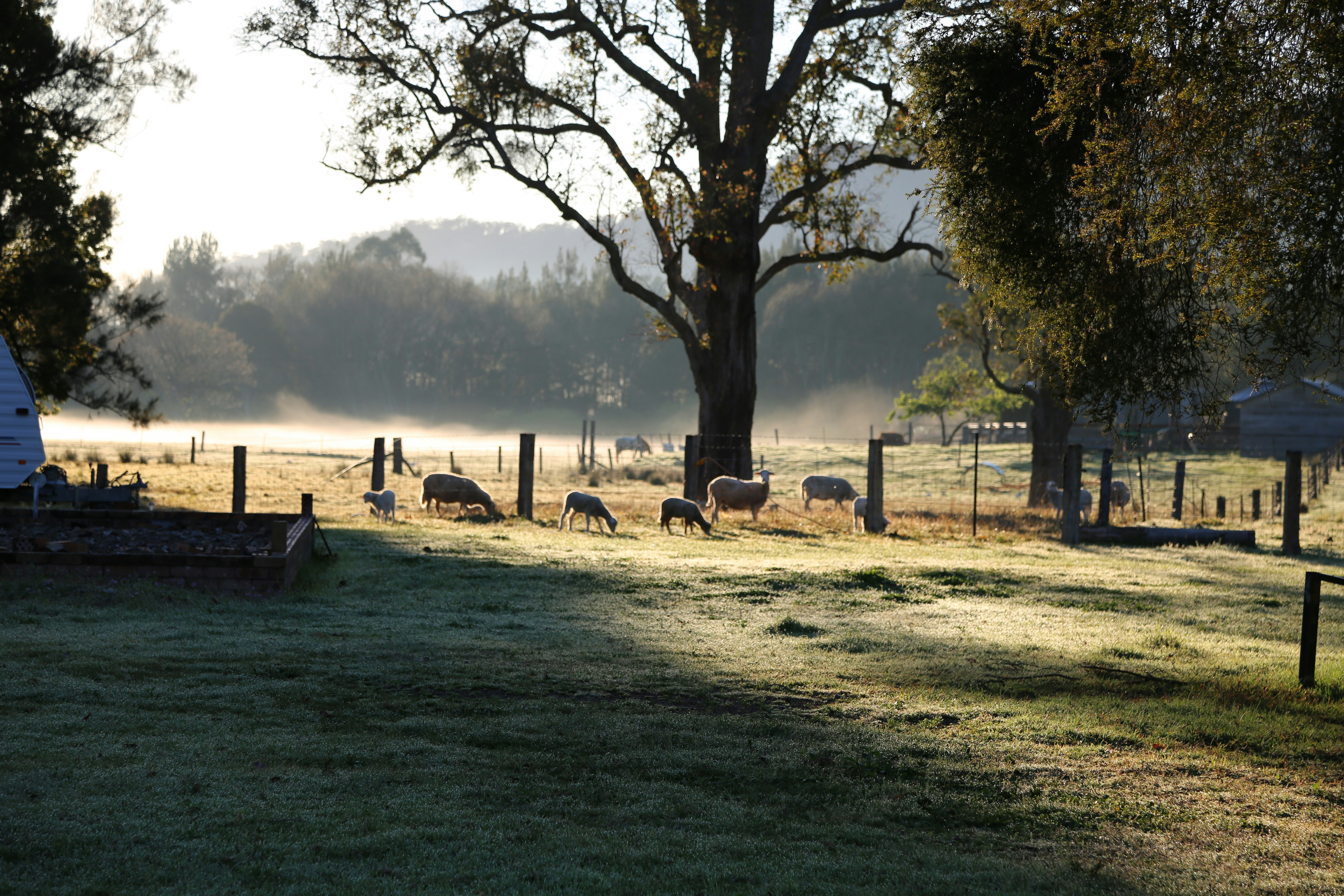 Early morning walks in rural Australia  | brown tree surrounded by animals