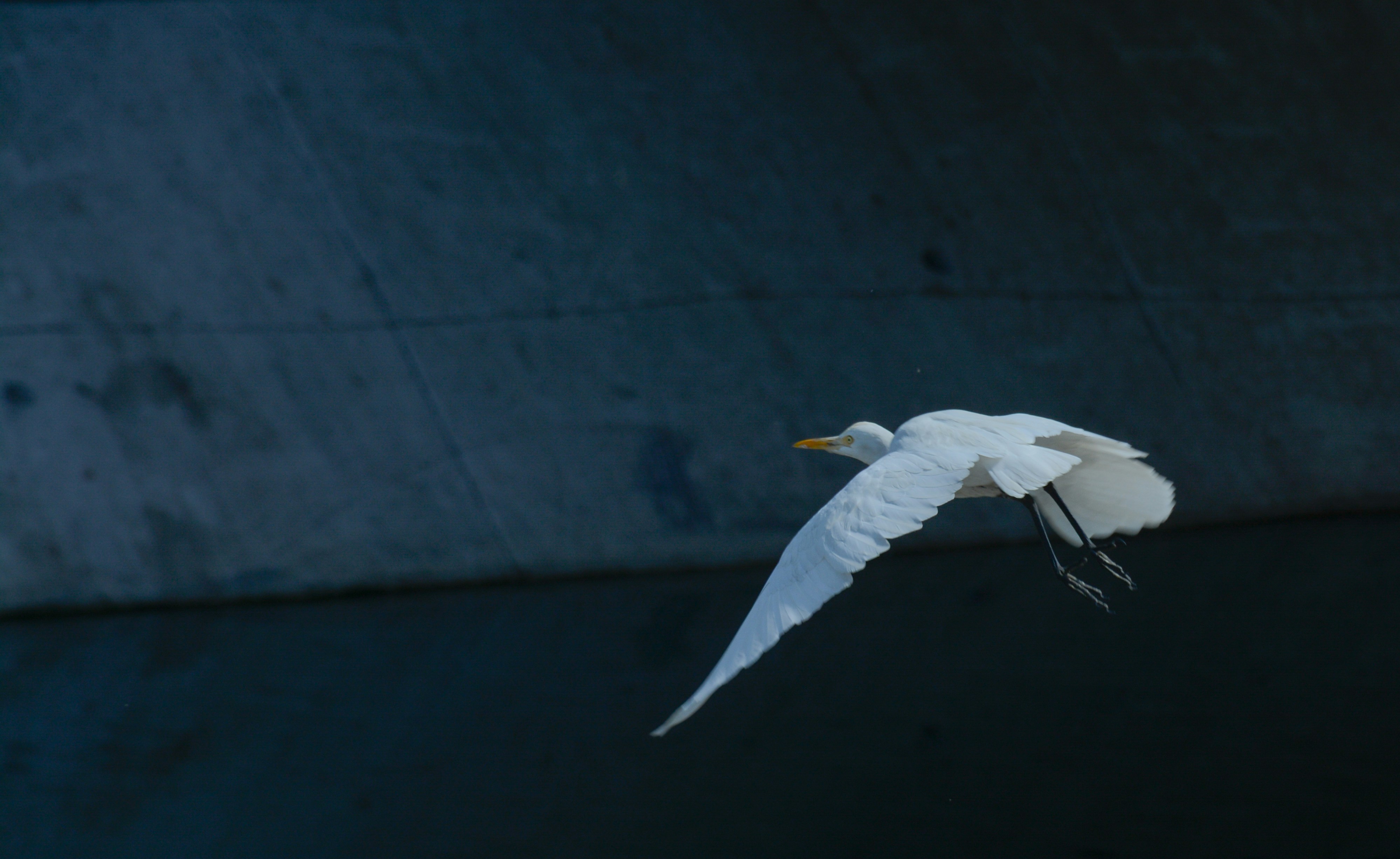 A white bird gliding effortlessly against a dark, textured background, showcasing its elegant wings in motion.