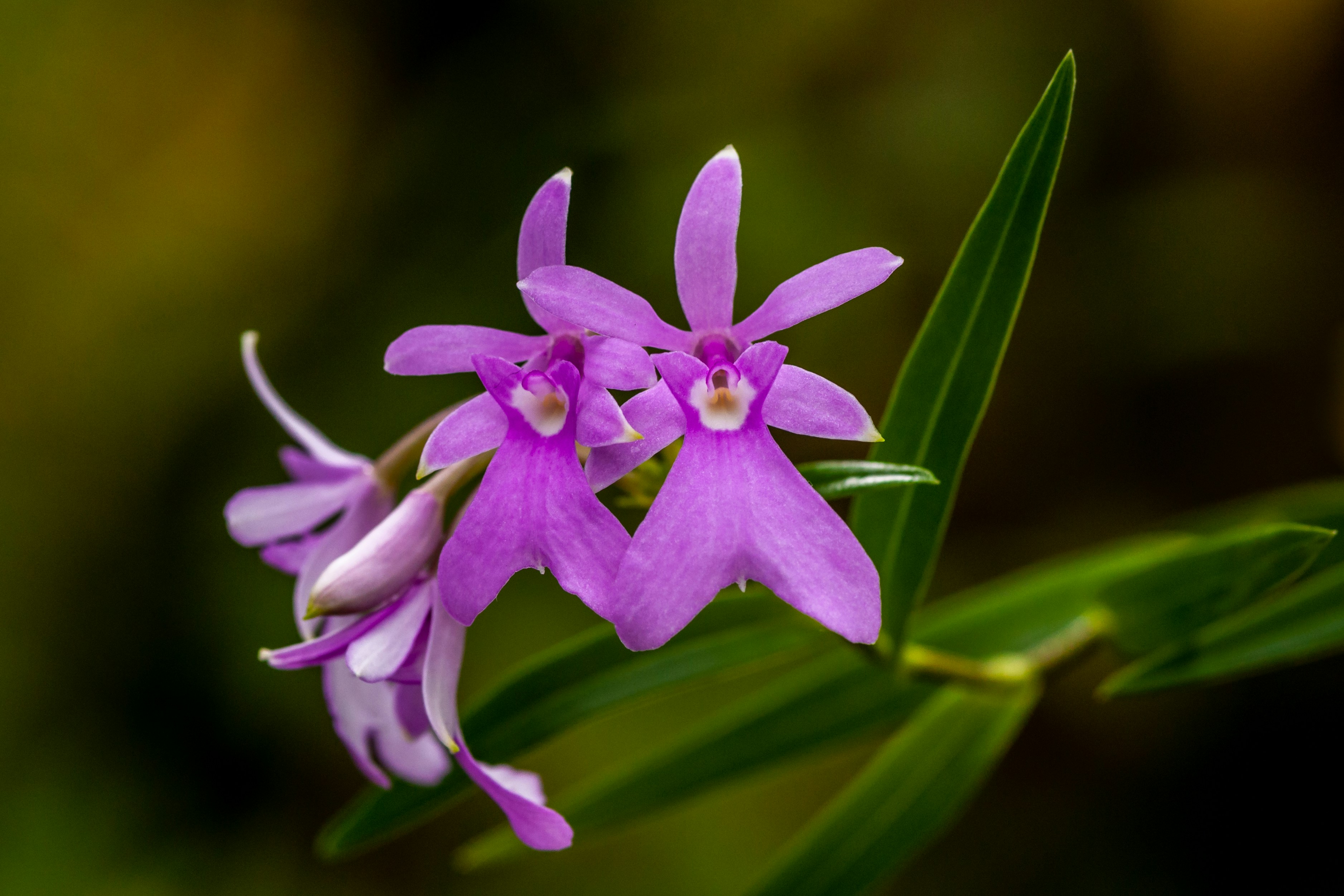 Close-up photograph of a pink-purple orchid posed against a dark green bokeh background.