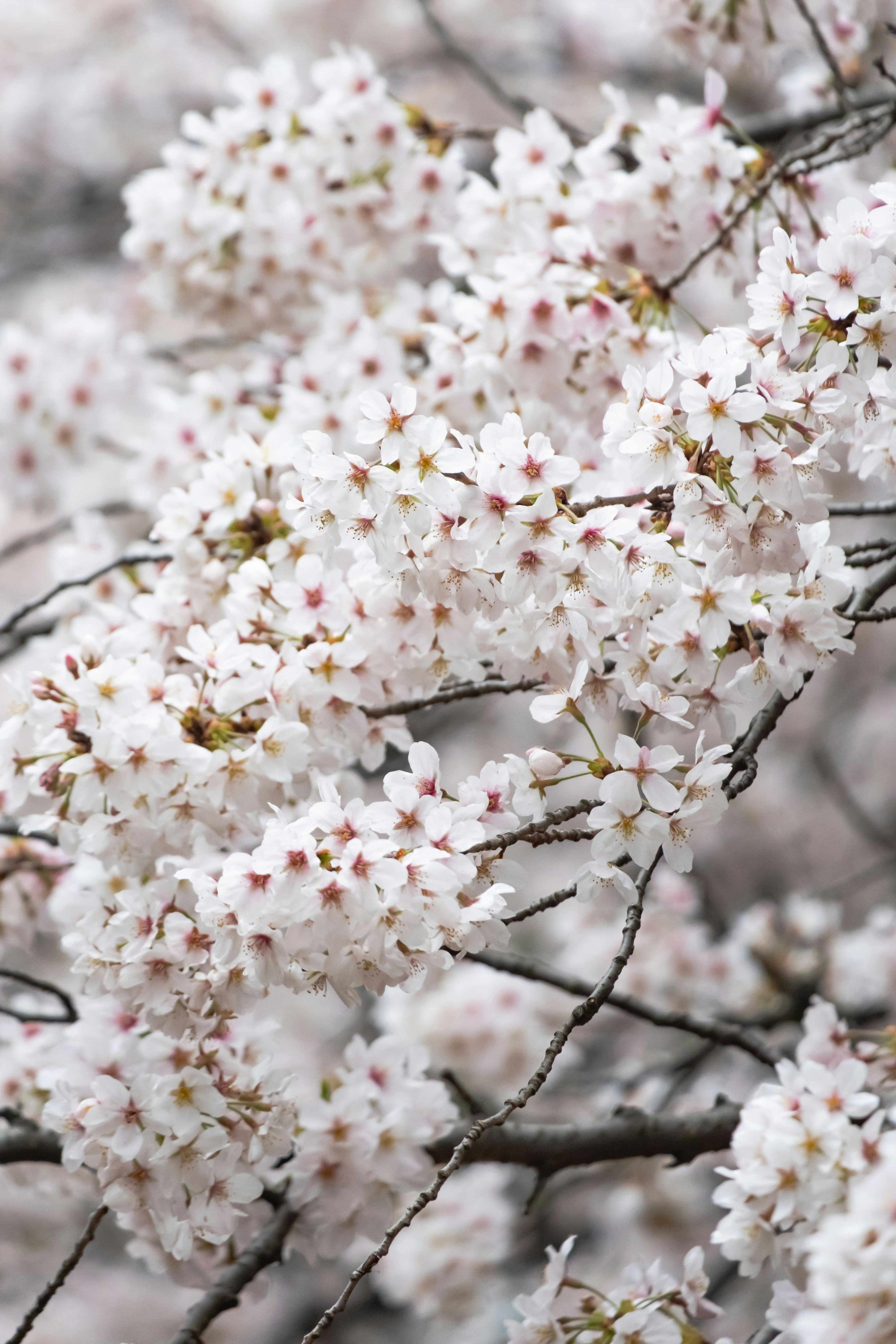 Delicate cherry blossoms cluster on branches, creating a soft, floral tapestry against a muted backdrop. The scene evokes the gentle arrival of spring.