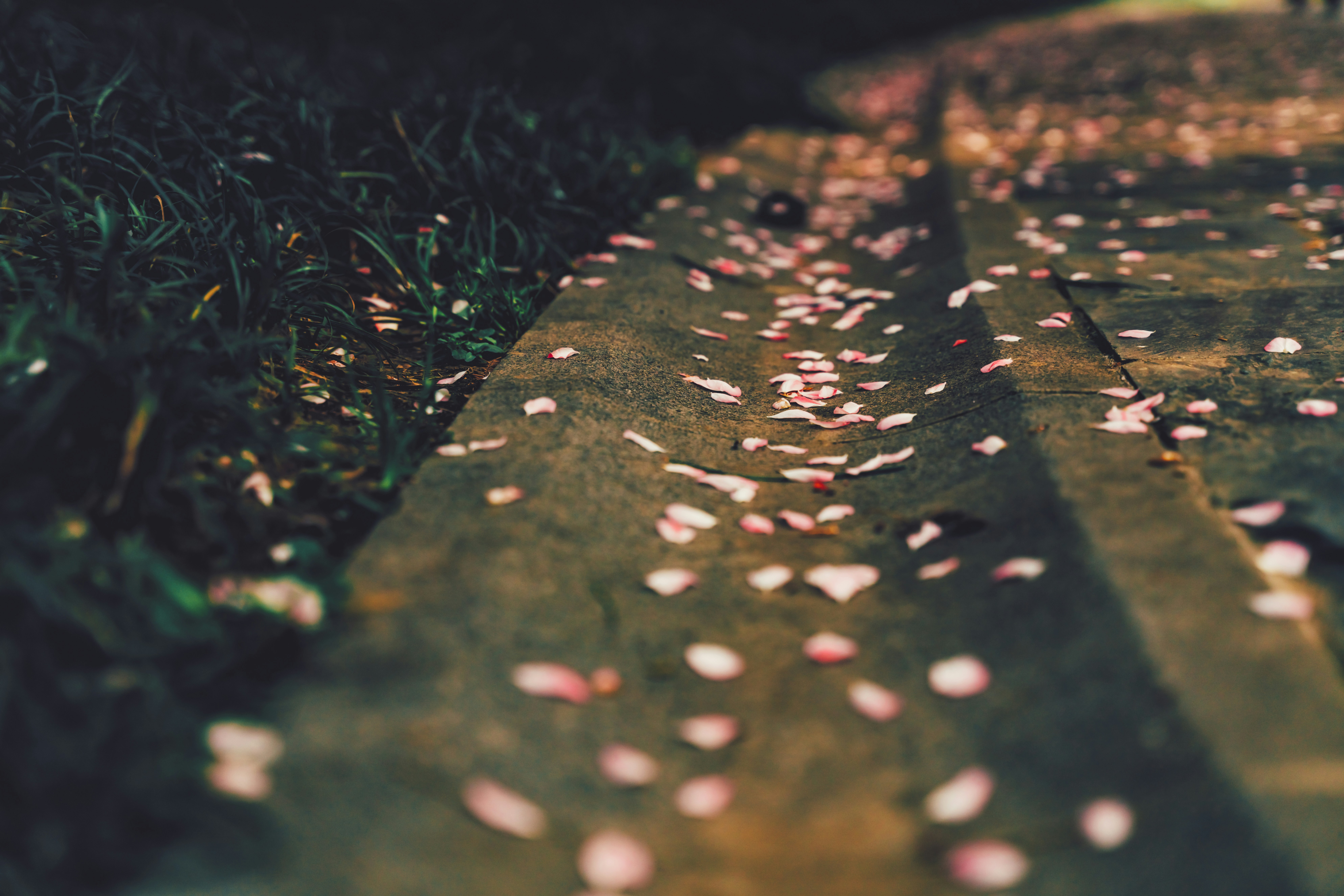 Delicate pink petals scattered along a concrete path, framed by lush green grass, evoking the essence of spring's fleeting beauty.