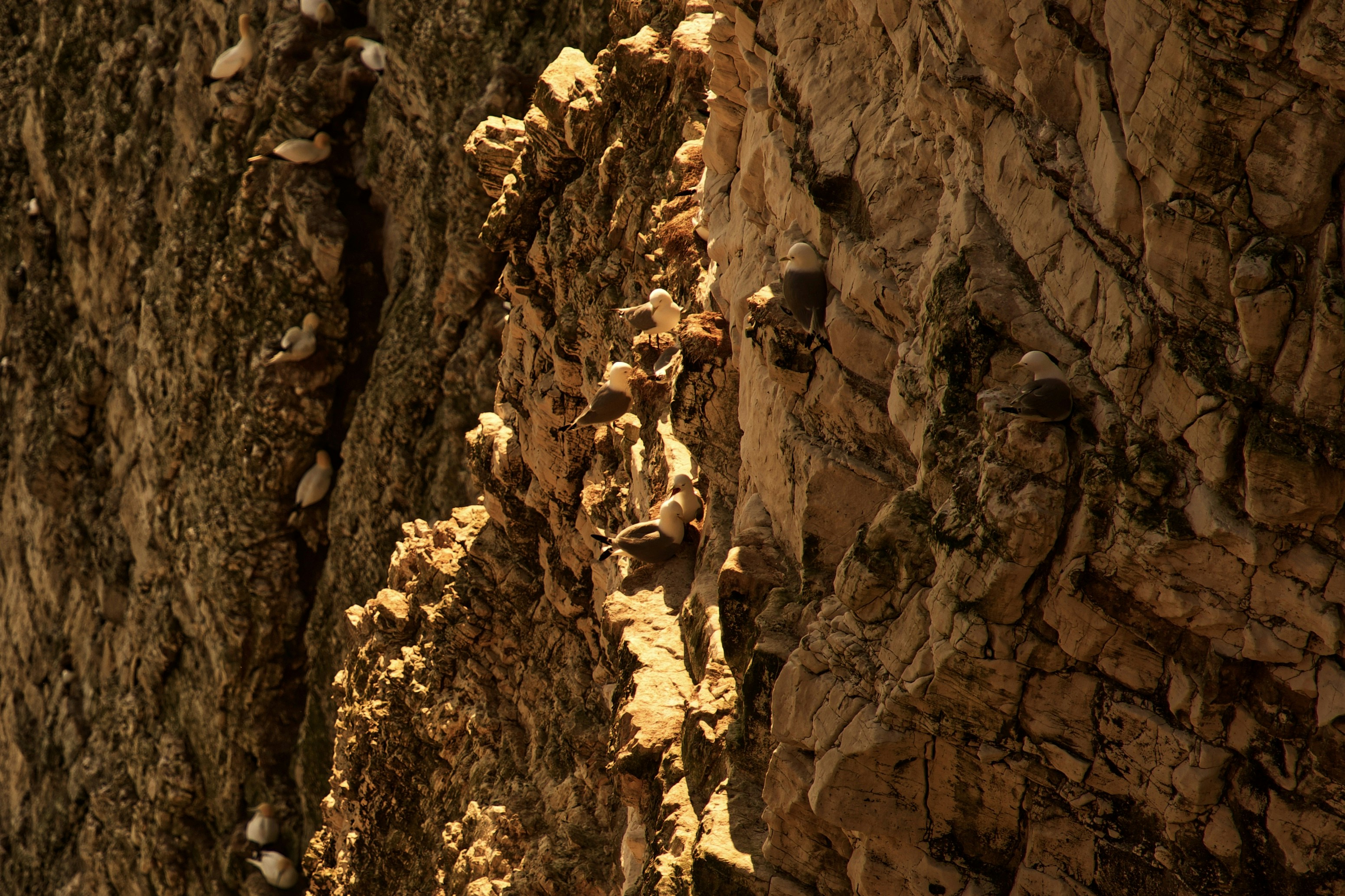 Ridgework in Bark: a Sunlit Close-Up of Weathered Tree Texture