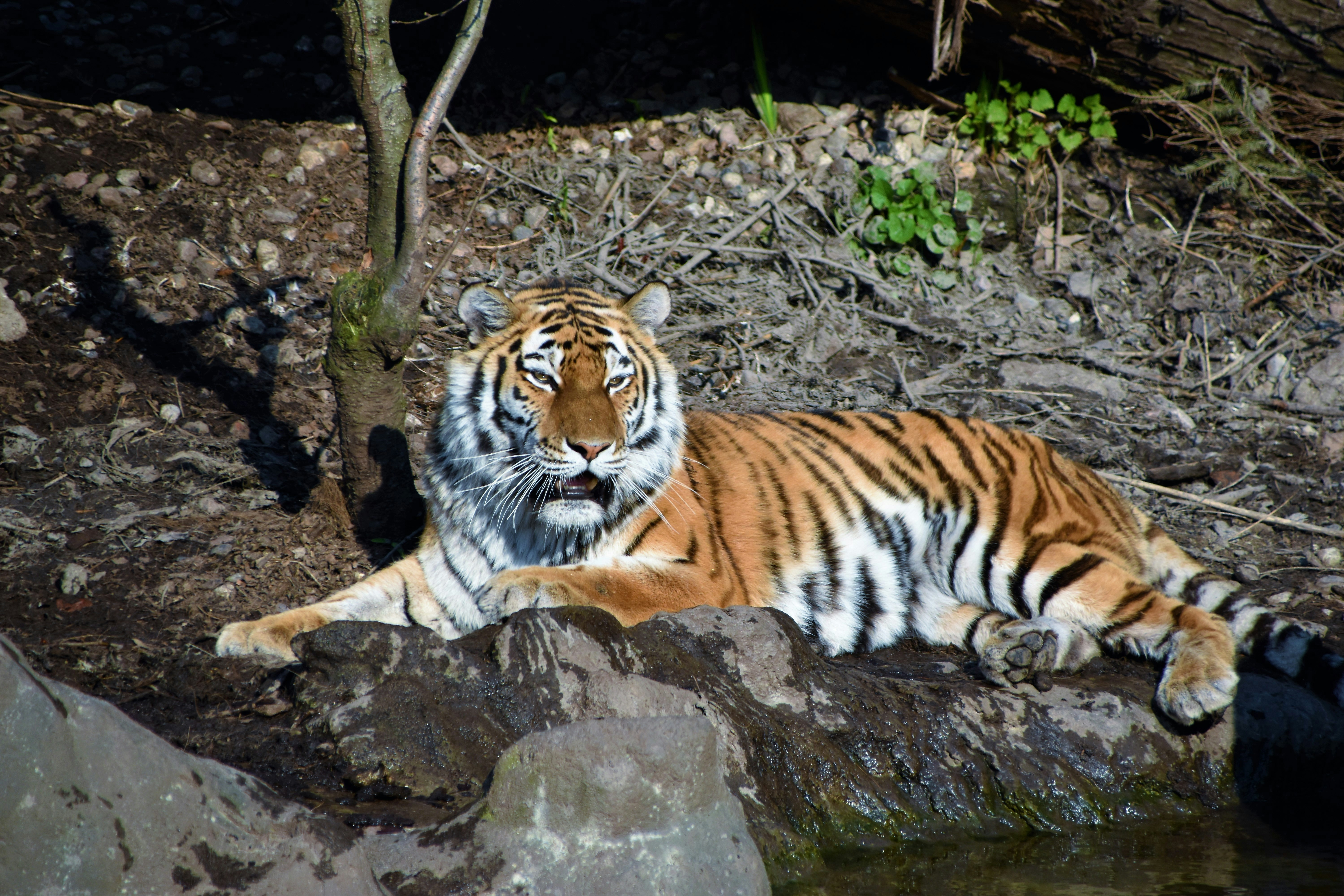 Tiger Laze by the Riverbank: Golden Stripes in Quiet Dusk