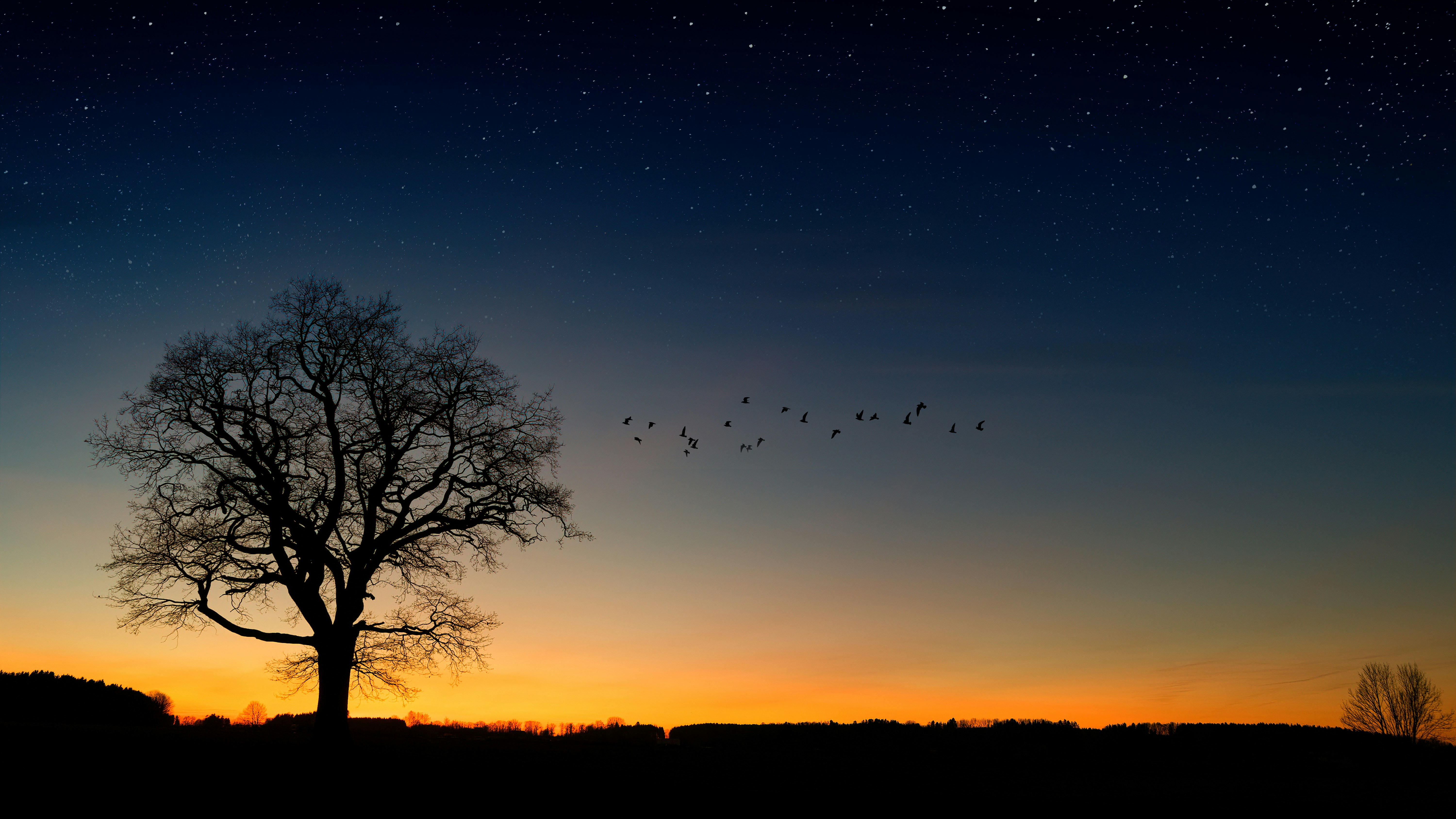 silhouette photography of trees