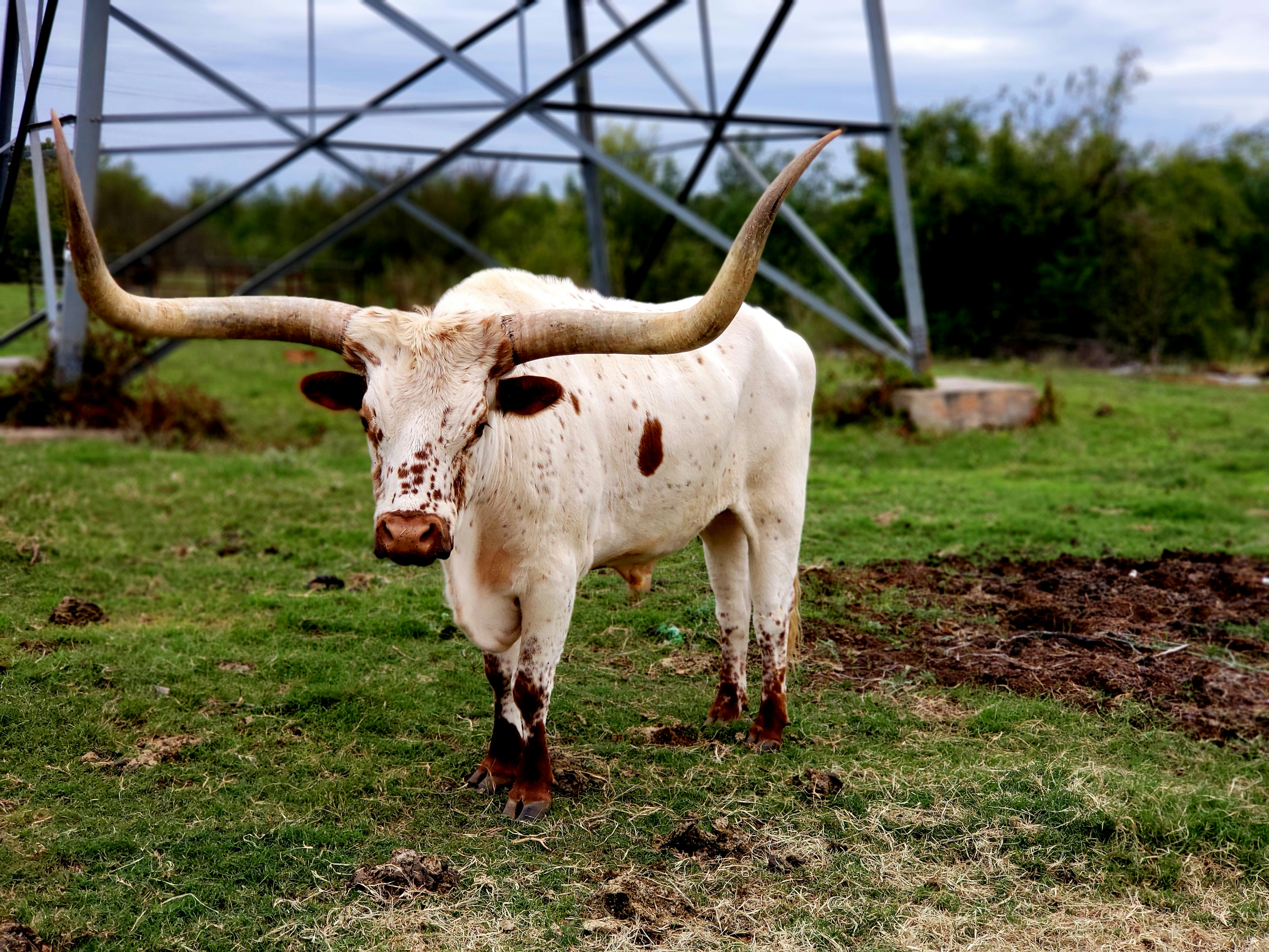 Shallow focus photo of cow on grass field during daytime photo – Free ...