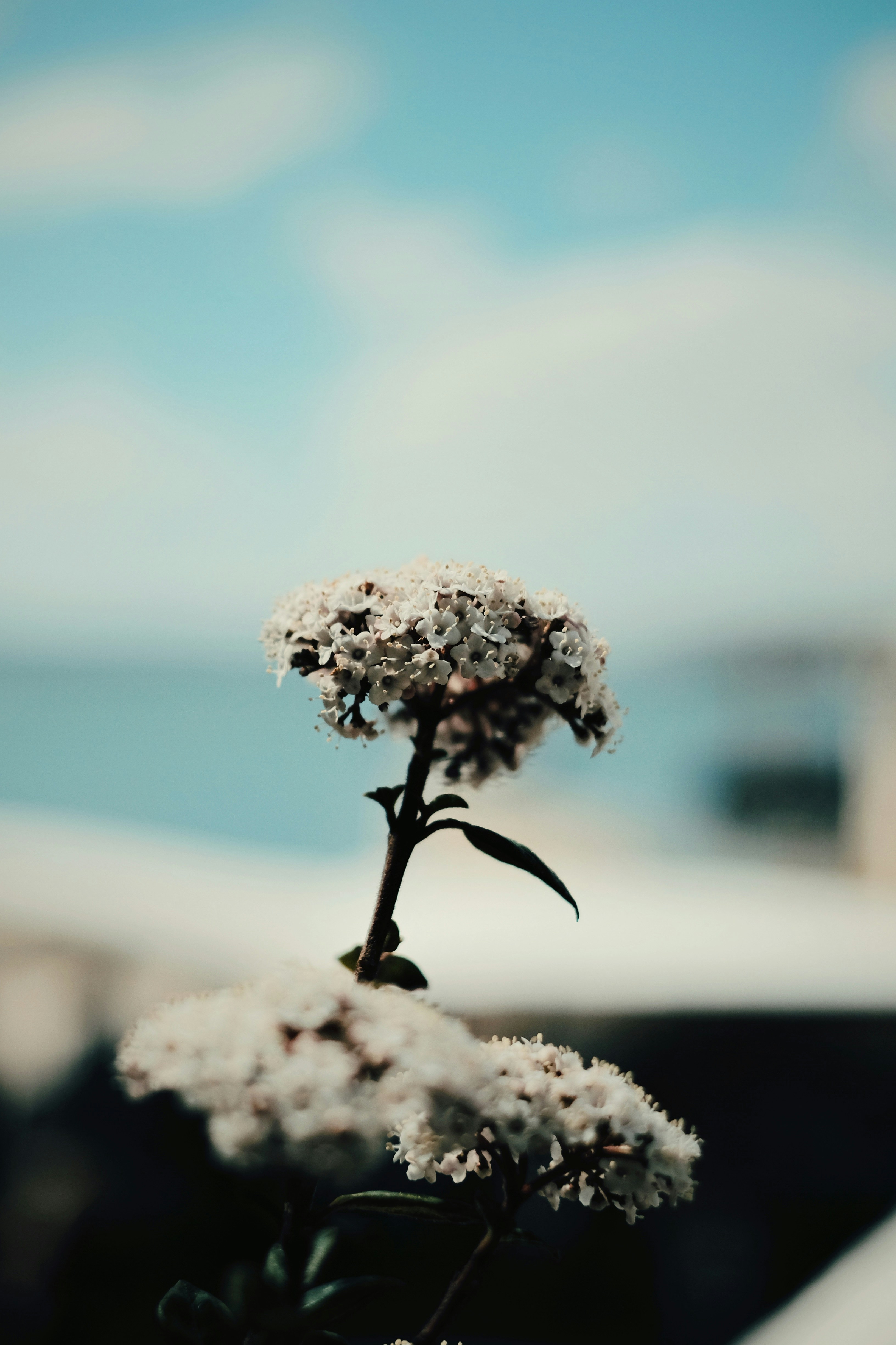 Snowy Bloom on a Misty Balcony