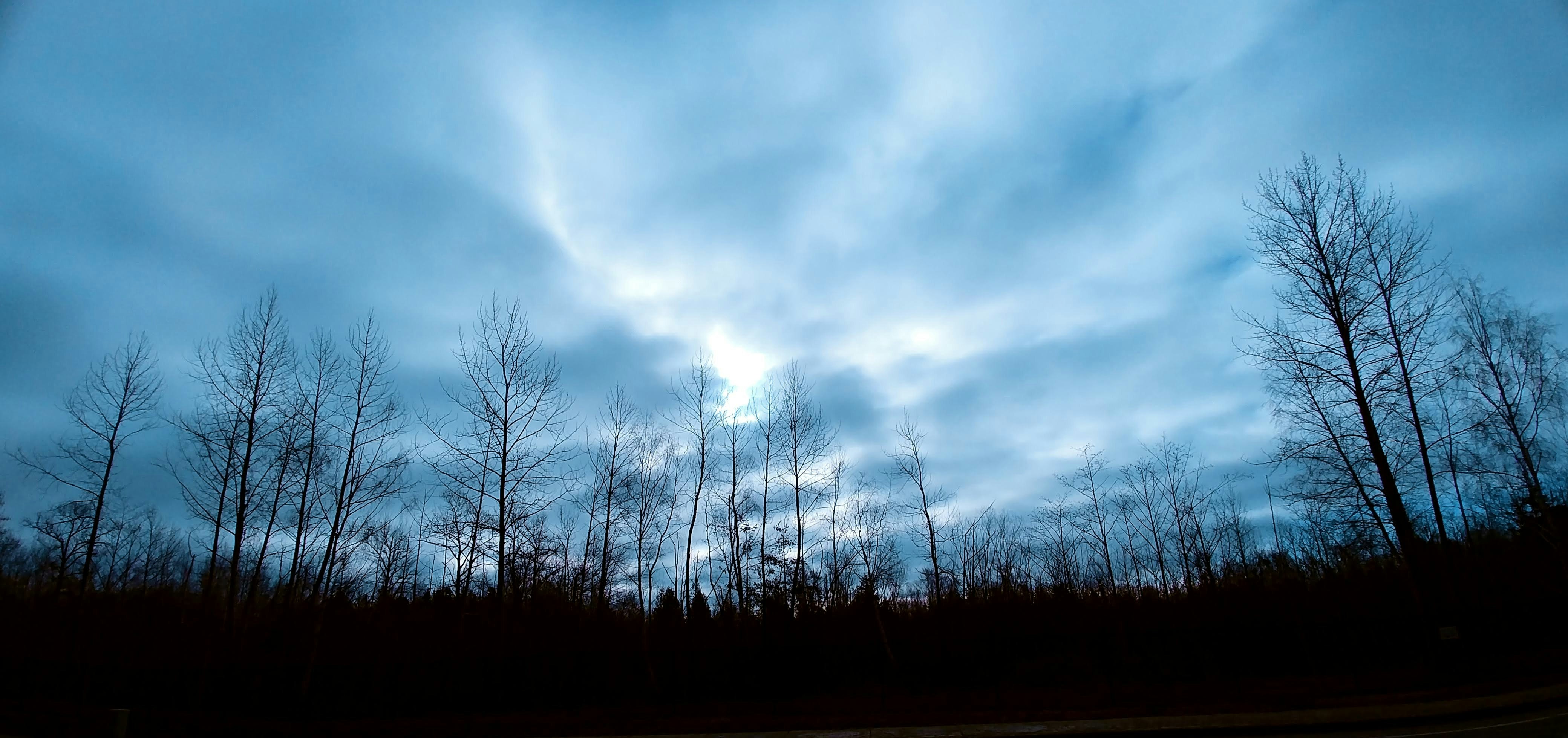 On my daily walk. | tall trees under the gloomy sky