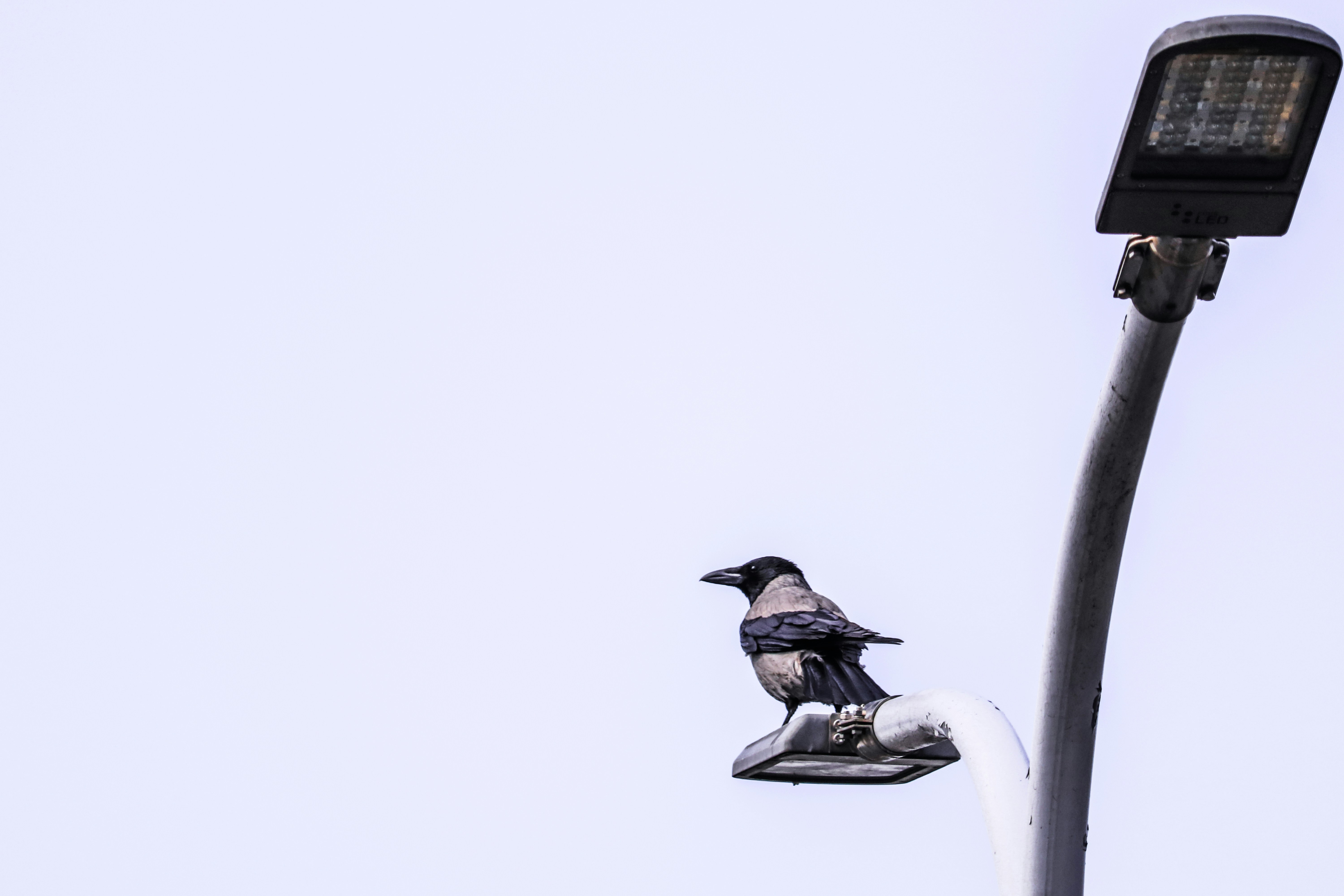Solitary Raven on a Curved Lamppost Under a Pale Sky