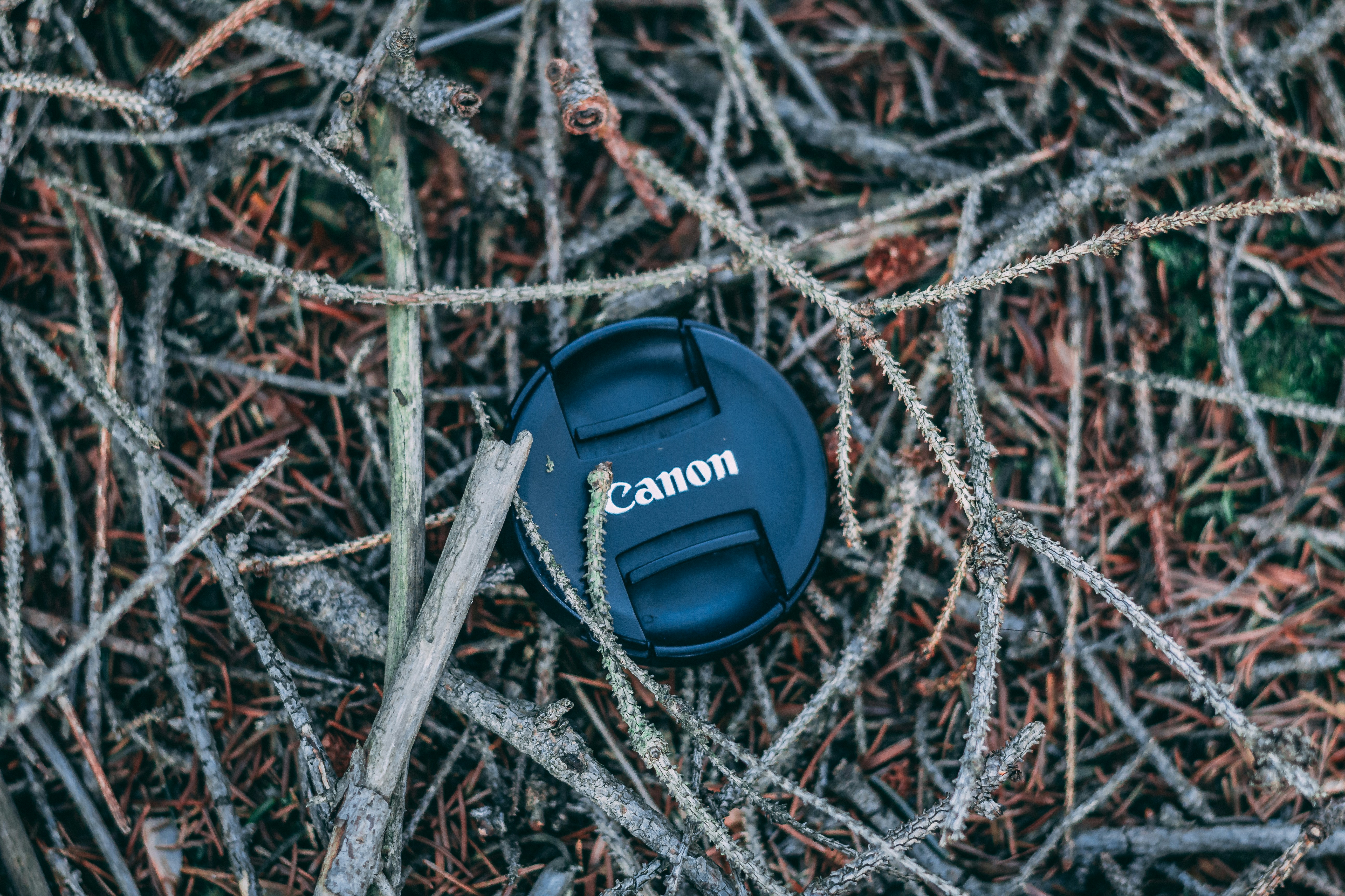 Canon in the Thorns: A Loaner Lens Hidden in Frost