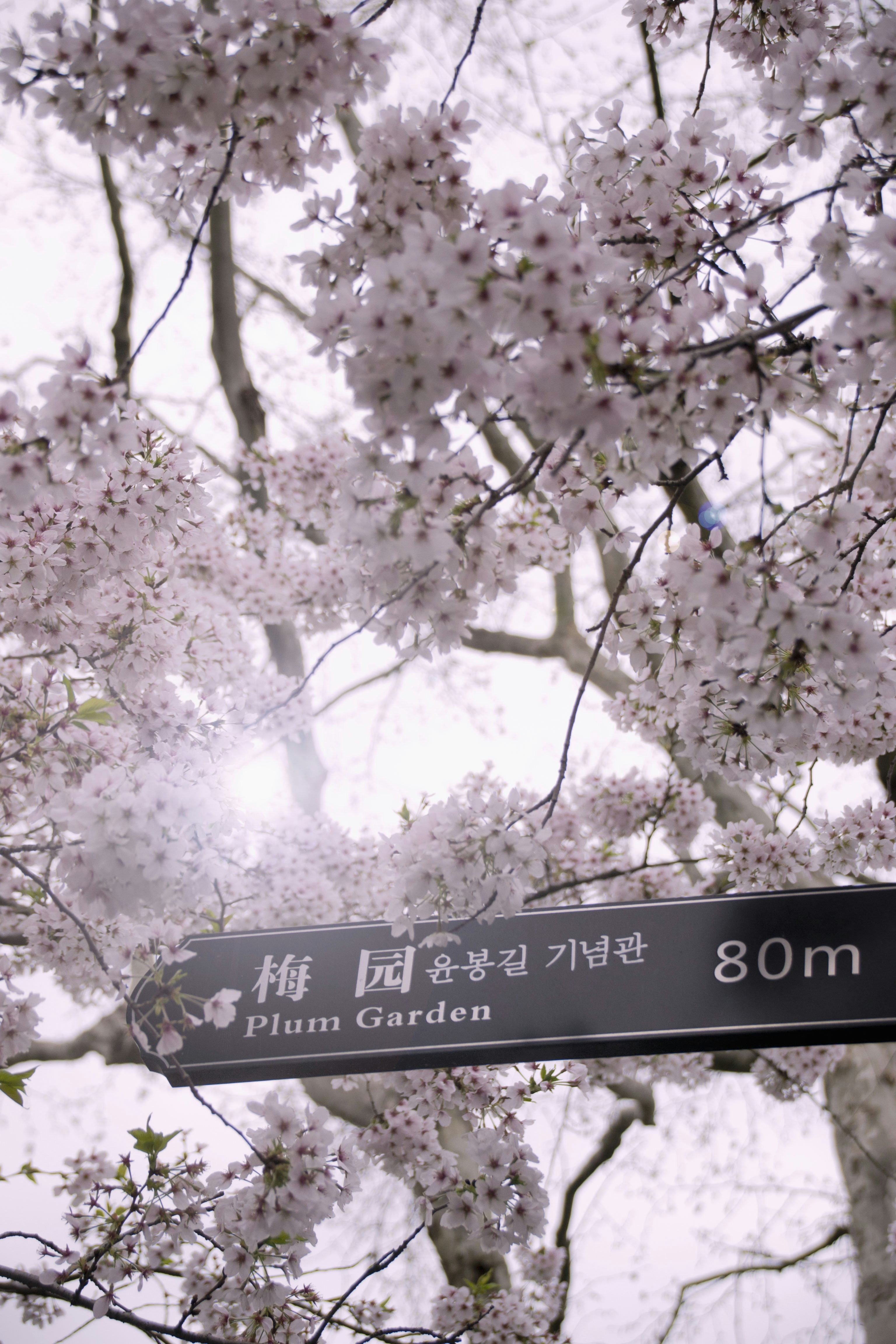 Delicate cherry blossoms frame a directional sign leading to Plum Garden, hinting at the beauty that lies ahead.